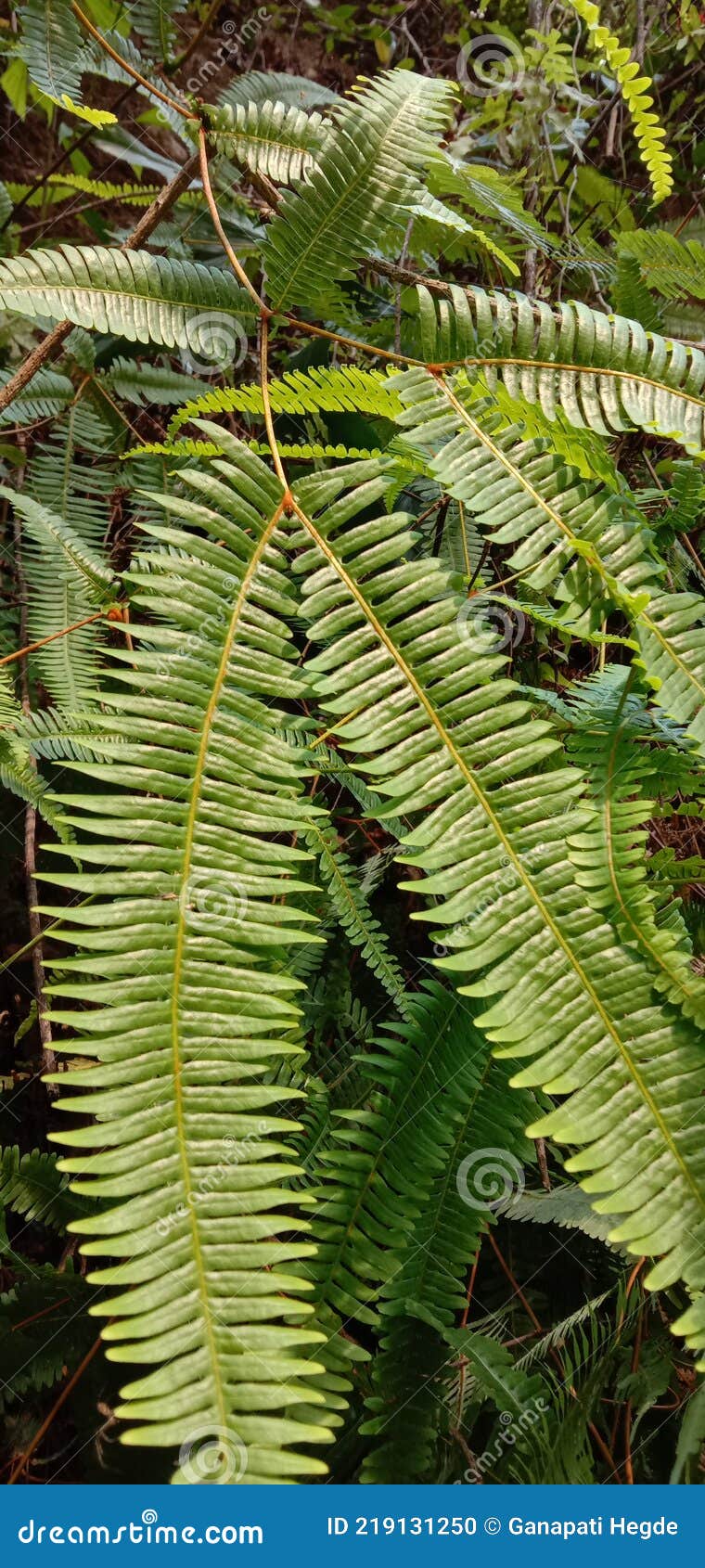 Ferns are beautiful stock photo. Image of tropics, flower - 219131250