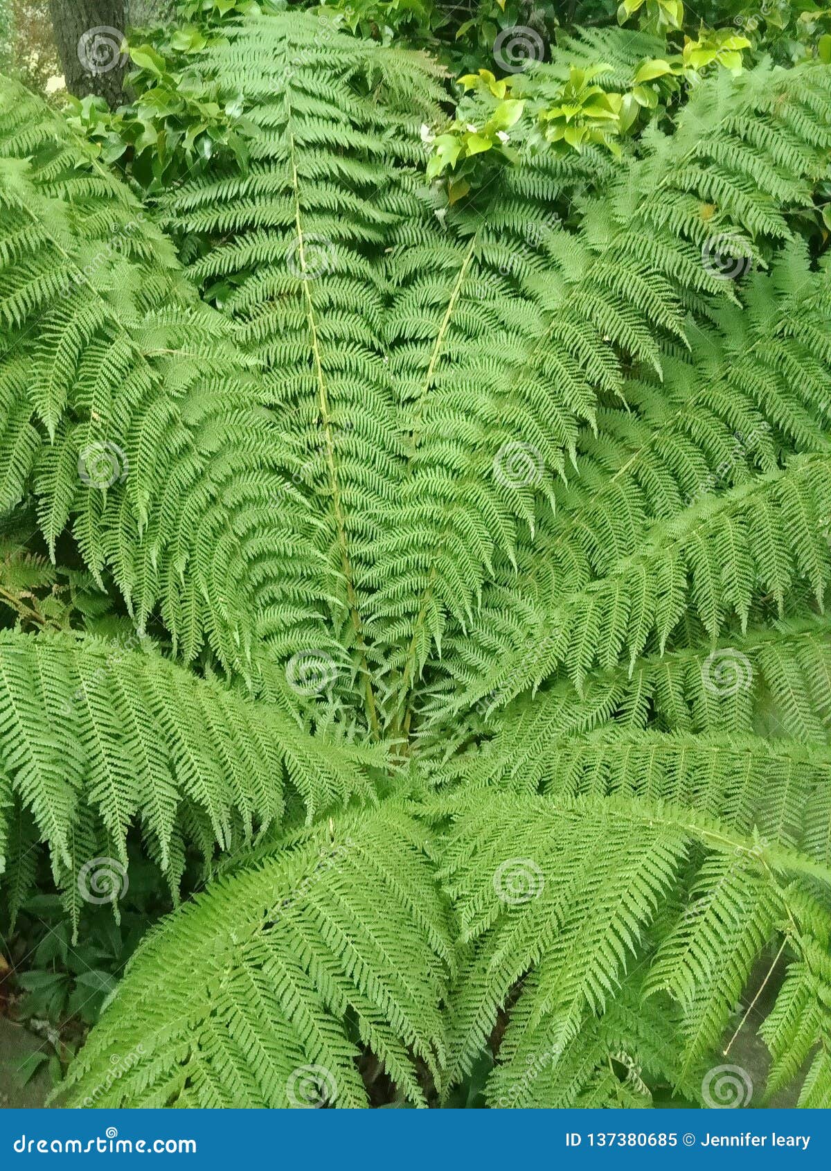 Ferns stock image. Image of beautiful, tree, fern, green - 137380685