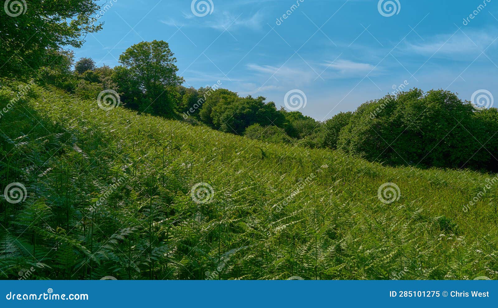 Ferns on Bembridge Down on the Isle of Wight Stock Image - Image of ...