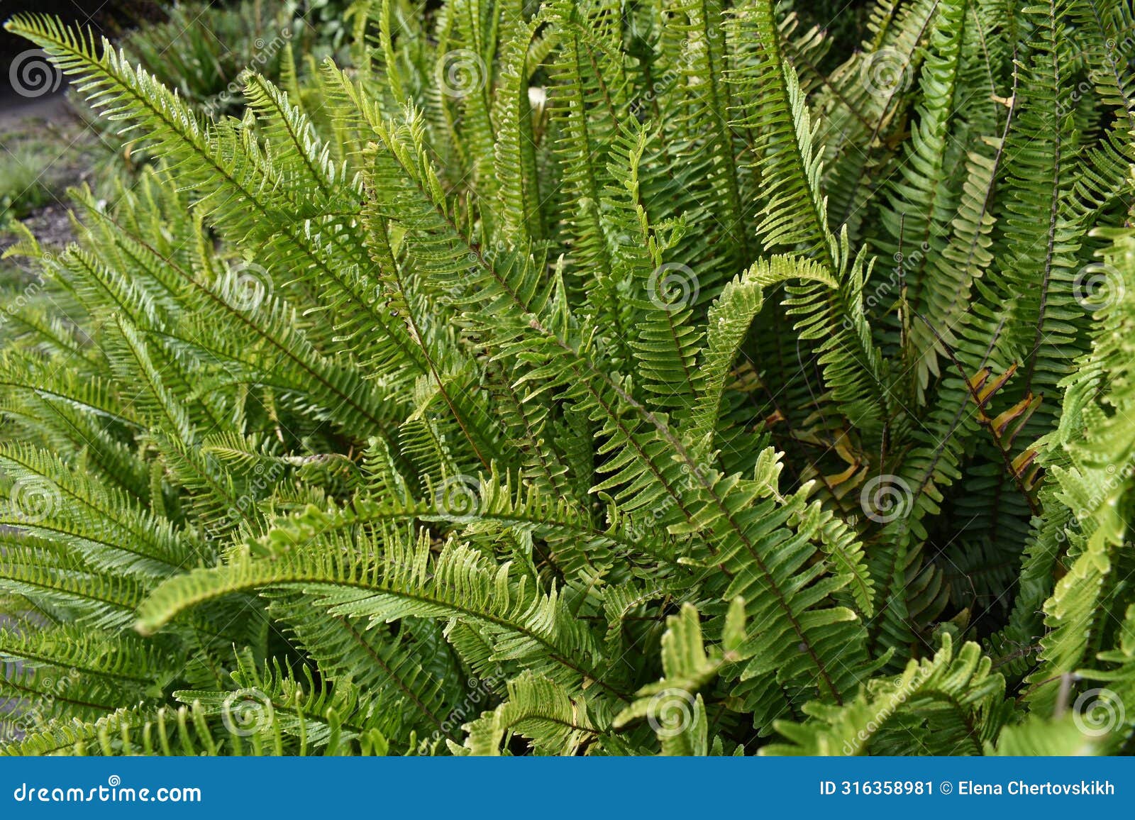 Ferns in the Botanical Garden. Natural Green Background. Stock Image ...
