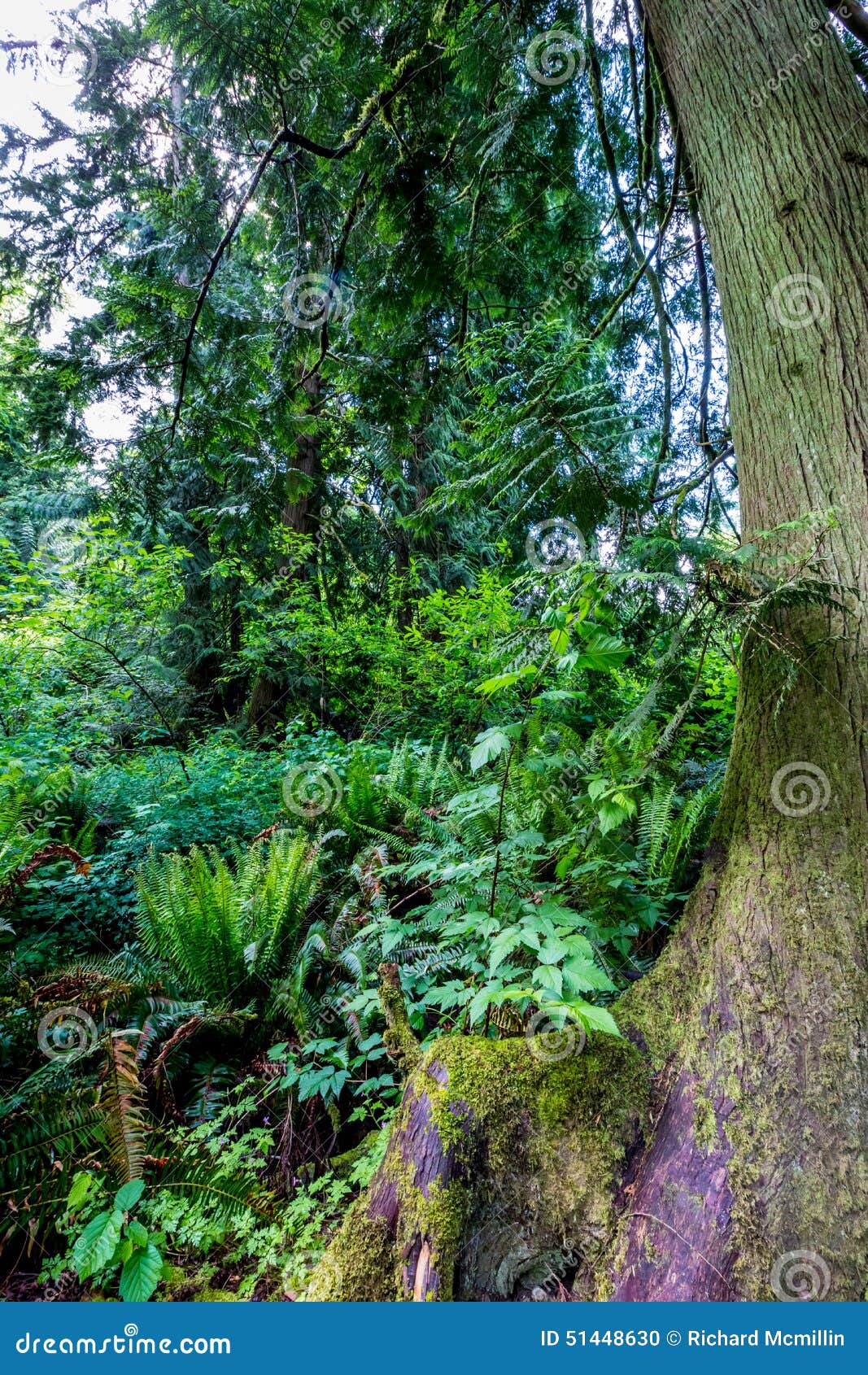 Ferns in a Cedar Forest Covered with Moss Stock Photo - Image of plants ...