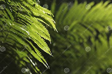 Ferns stock image. Image of foliage, forest, flora, natural - 30544597