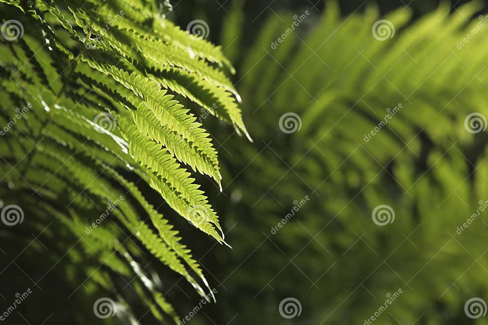 Ferns stock image. Image of foliage, forest, flora, natural - 30544597