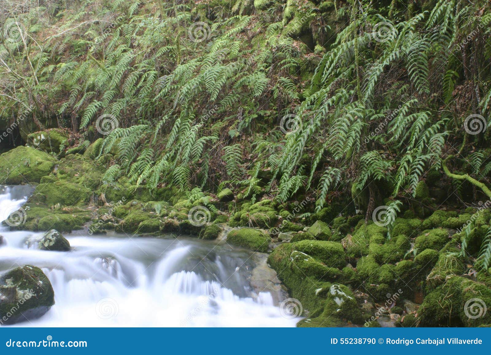 Ferns Conservation in River Stock Photo - Image of woodwardia, water ...