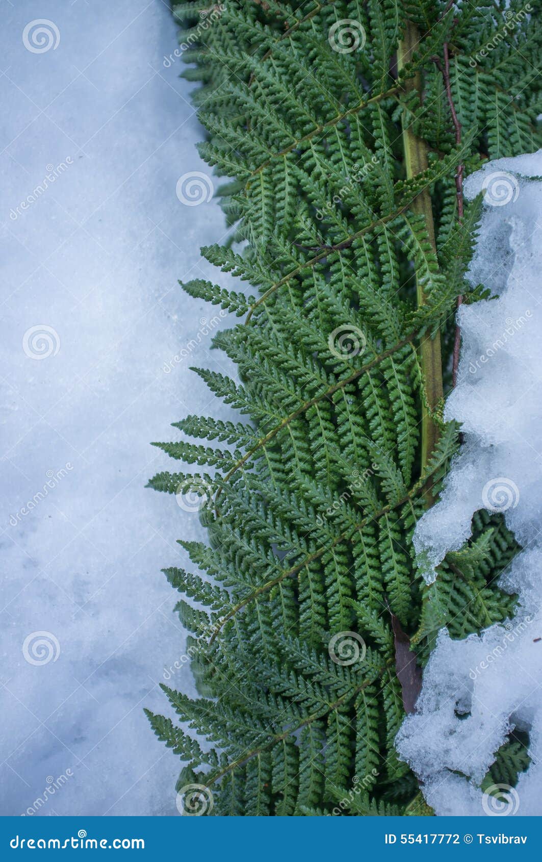 Ferns covered with snow stock photo. Image of tree, green - 55417772