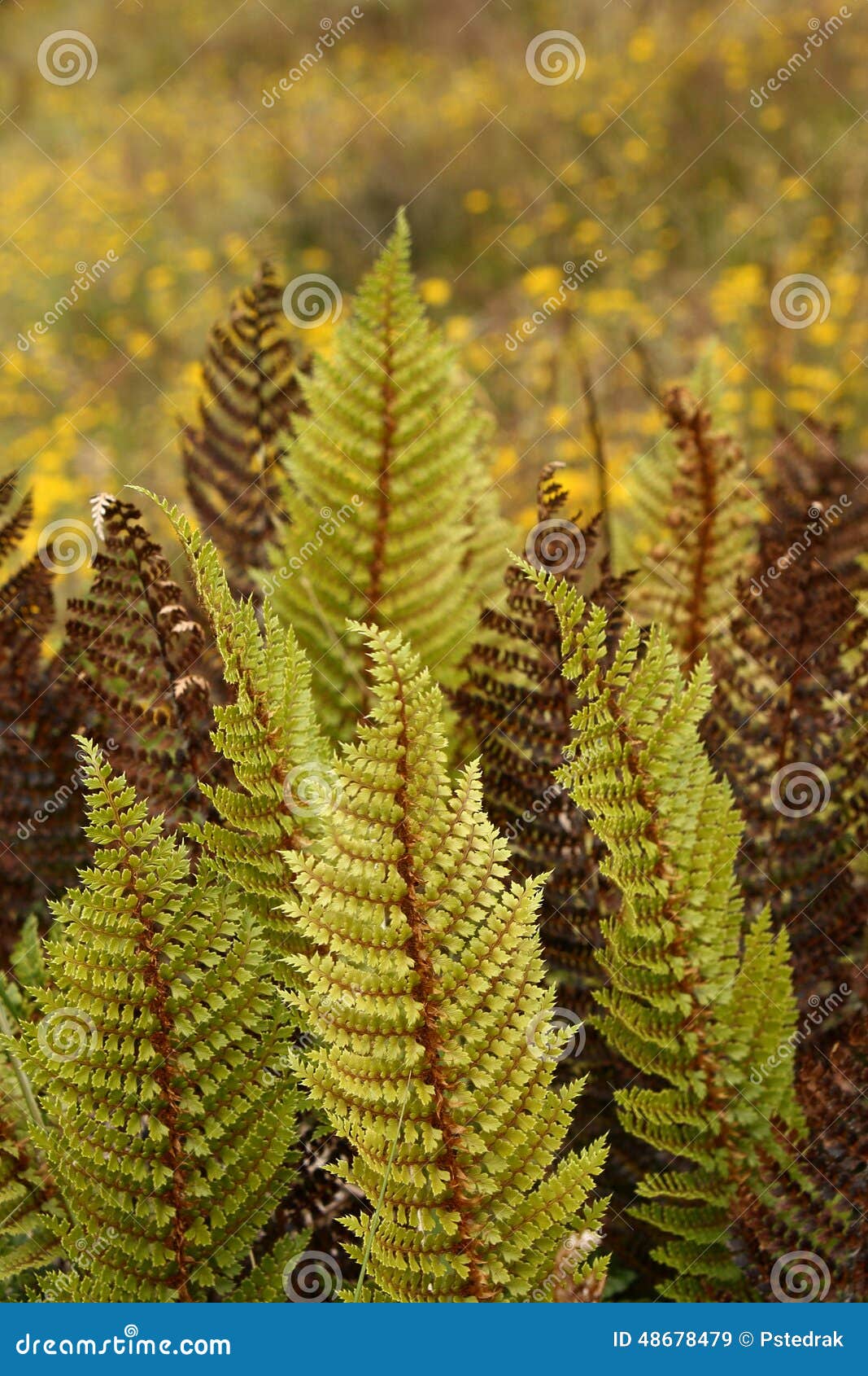 Ferns and dandelions stock image. Image of sunlit, symbol - 48678479