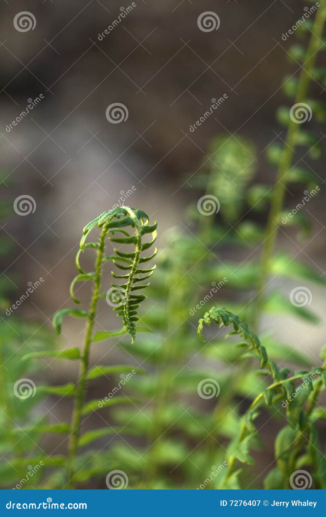 Ferns, Early Spring, East TN Stock Image - Image of ferns, seasons: 7276407