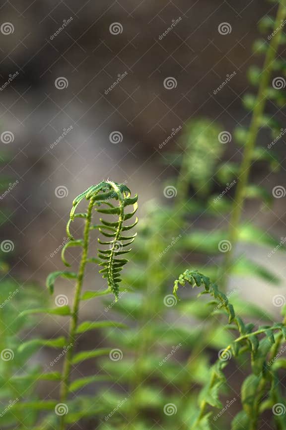 Ferns, Early Spring, East TN Stock Image - Image of ferns, seasons: 7276407