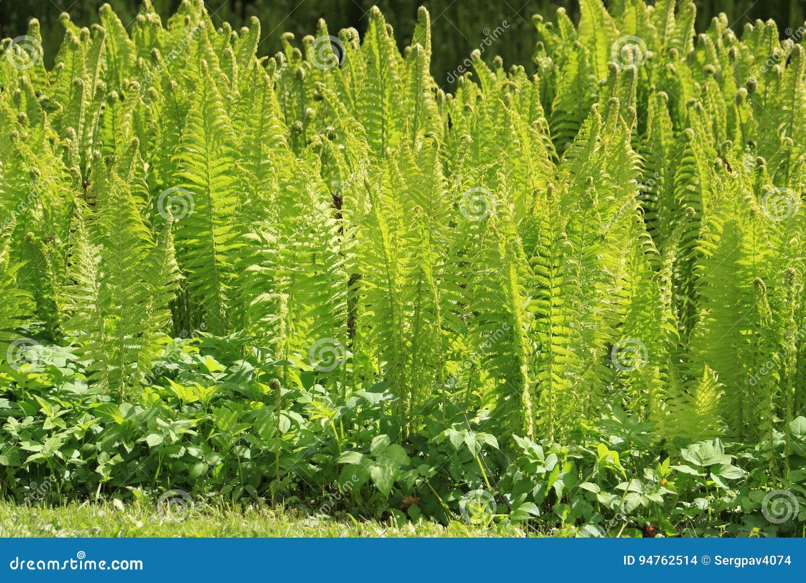 Ferns stock photo. Image of botany, open, pattern, branch - 94762514