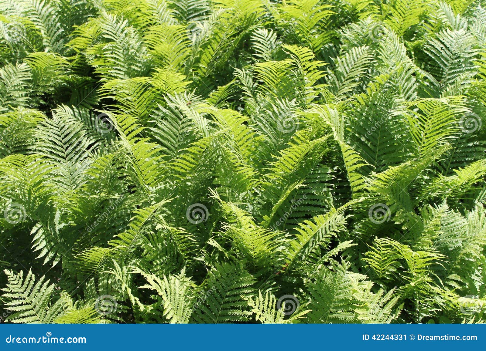 Ferns stock image. Image of nature, sunlight, pattern - 42244331