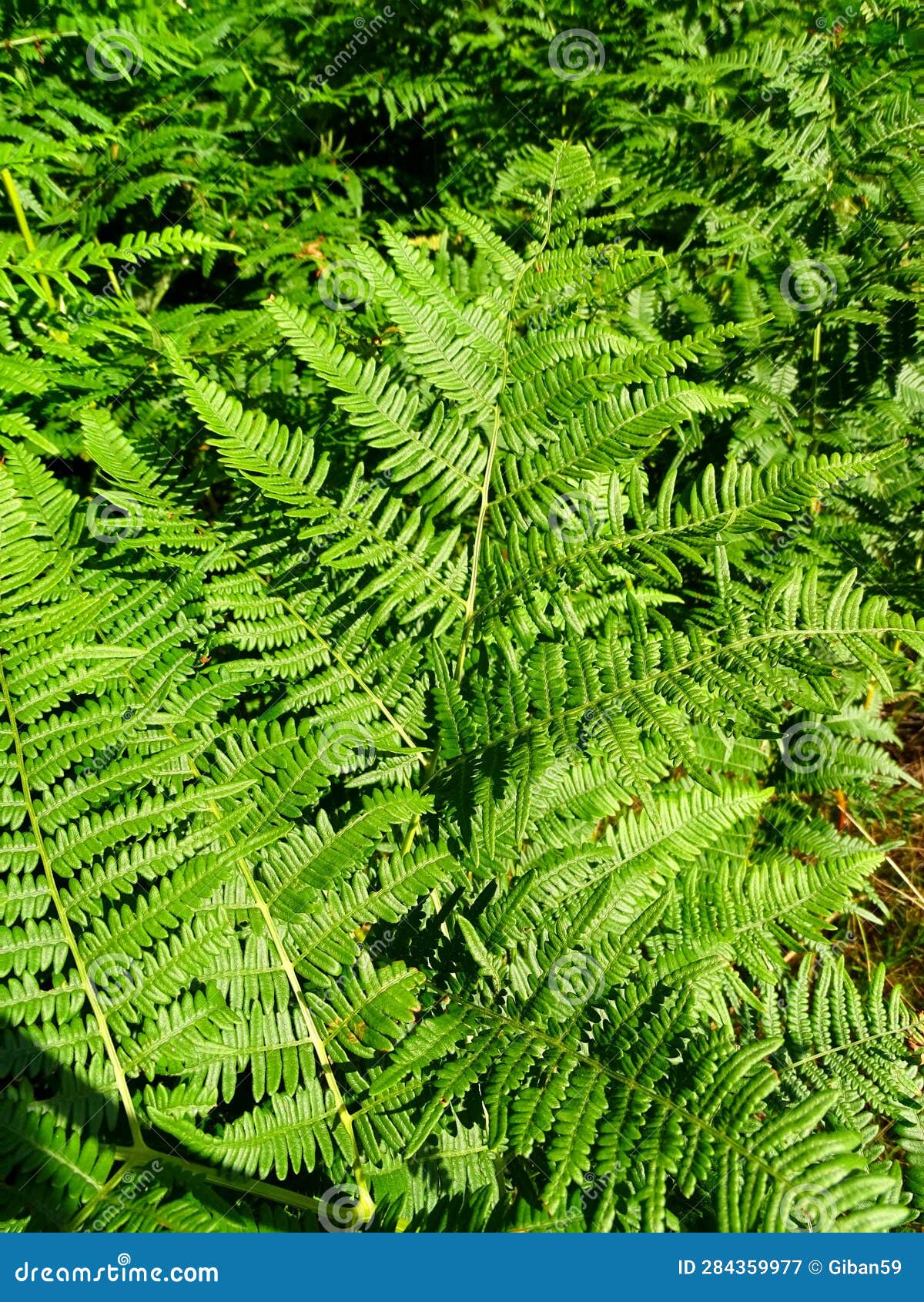 Ferns or Filicophytes stock image. Image of flower, biology - 284359977