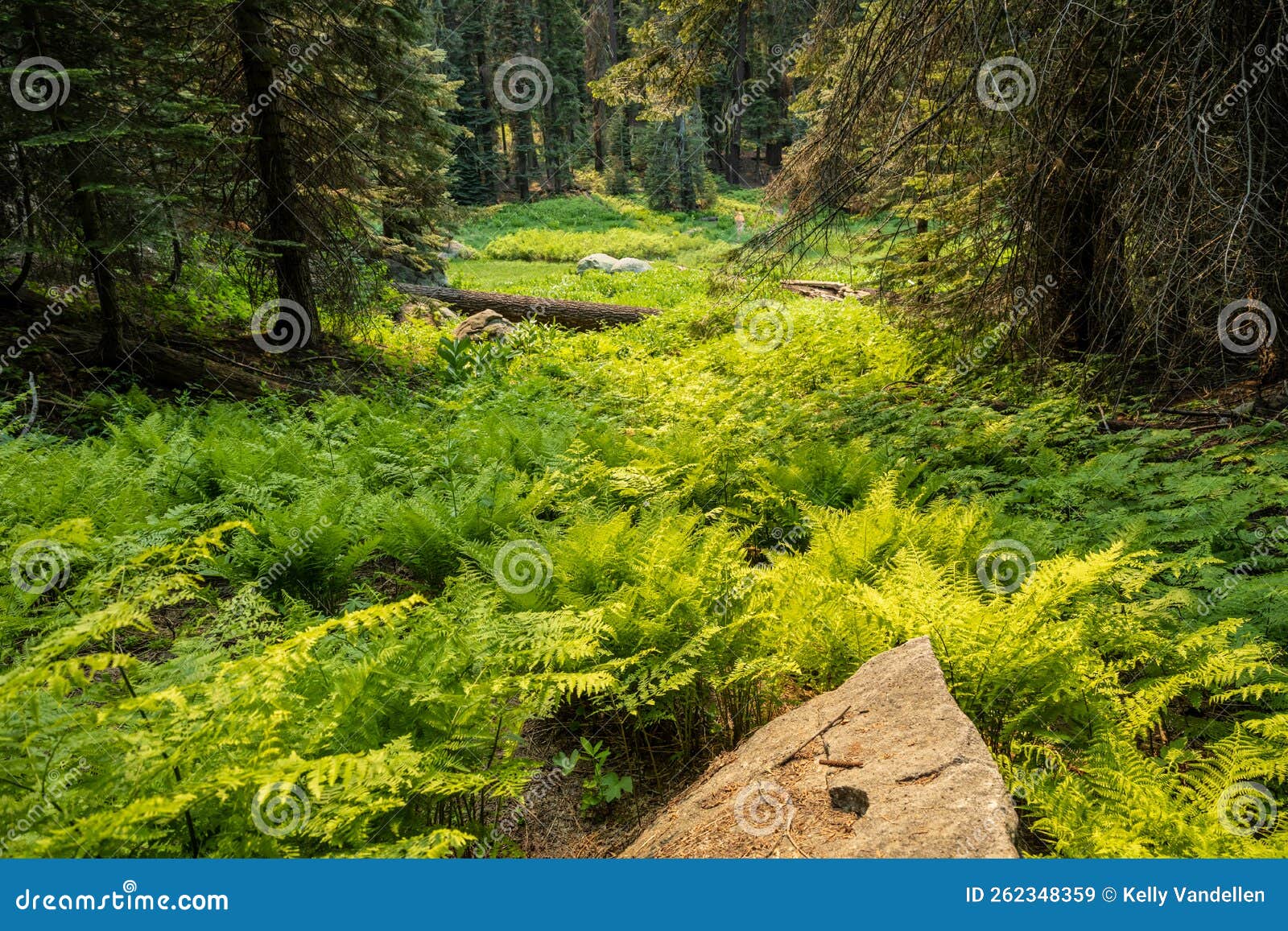 Ferns Fill a Meadow in Sequoia National Park Stock Image - Image of ...