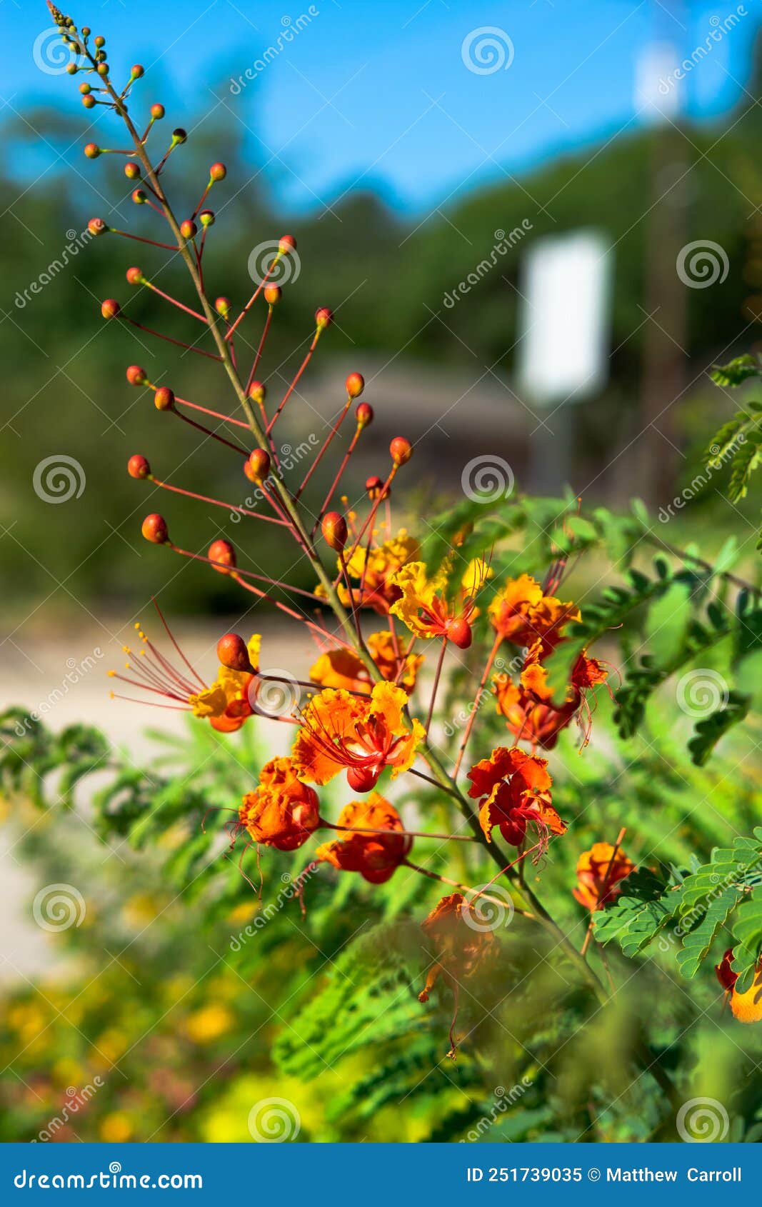 Ferns and Fire stock image. Image of orange, branch - 251739035