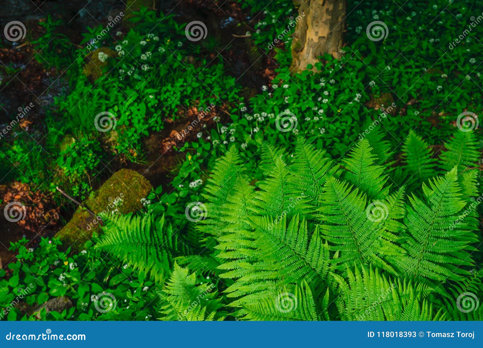 Ferns above the creek stock image. Image of beautiful - 118018393