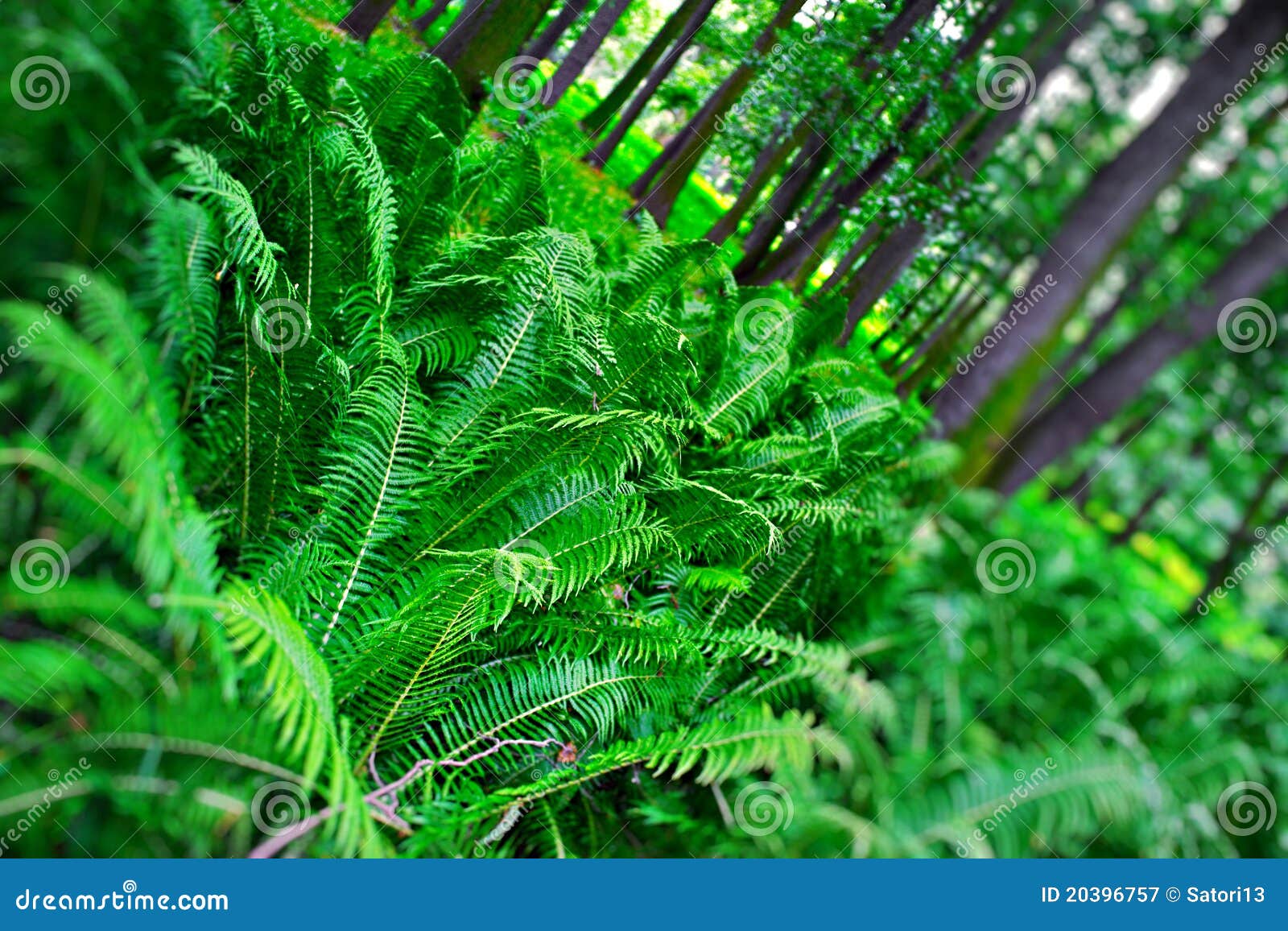 Ferns in forest stock image. Image of green, colorful - 20396757