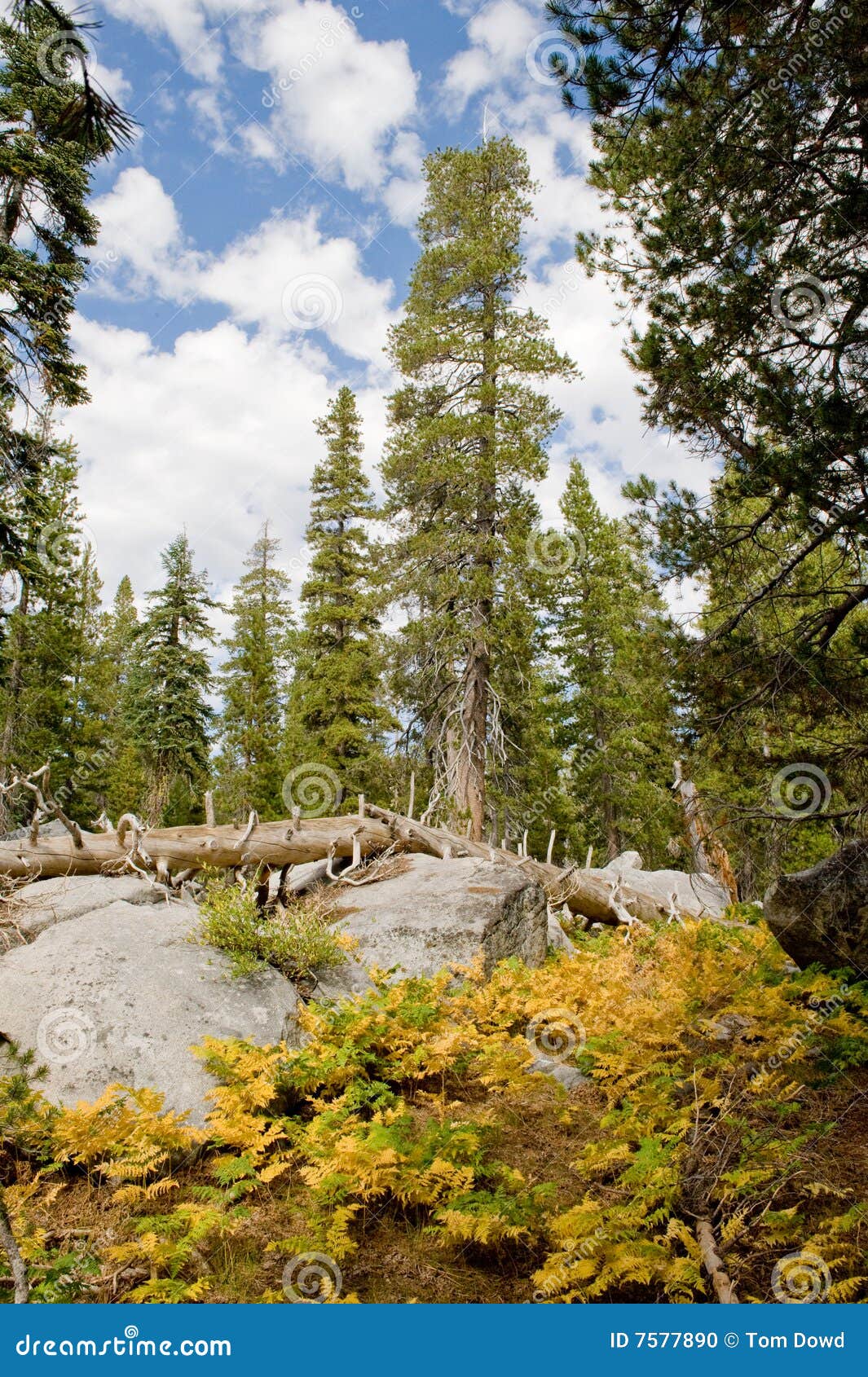 Ferns in forest stock photo. Image of serene, scenery - 7577890