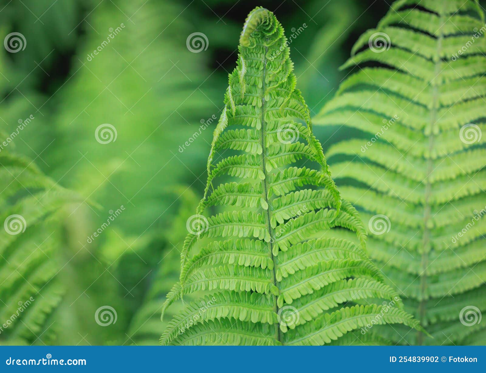 Ferns in forest stock photo. Image of leafage, details - 254839902