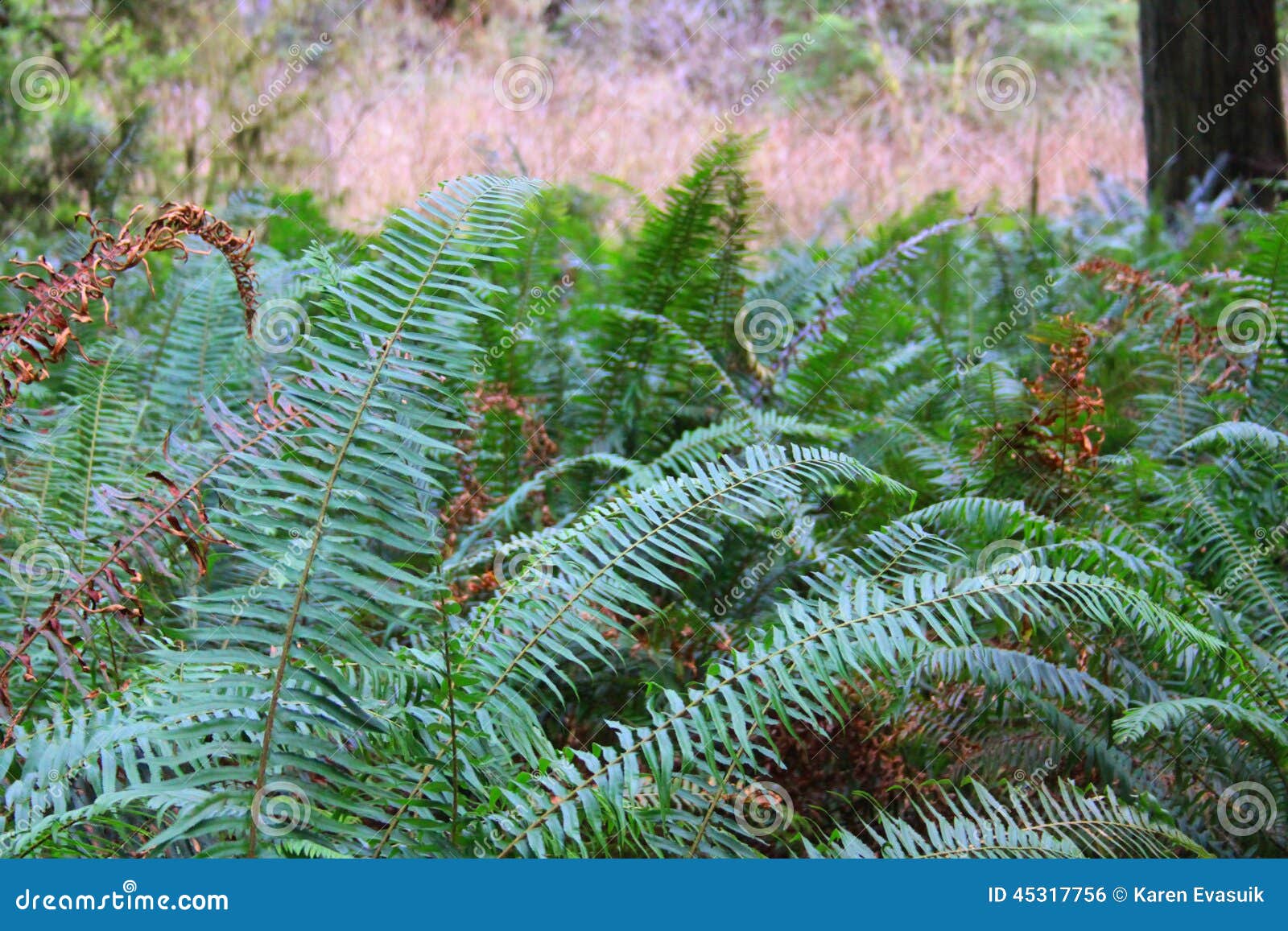 Ferns stock photo. Image of summer, america, ocean, light - 45317756