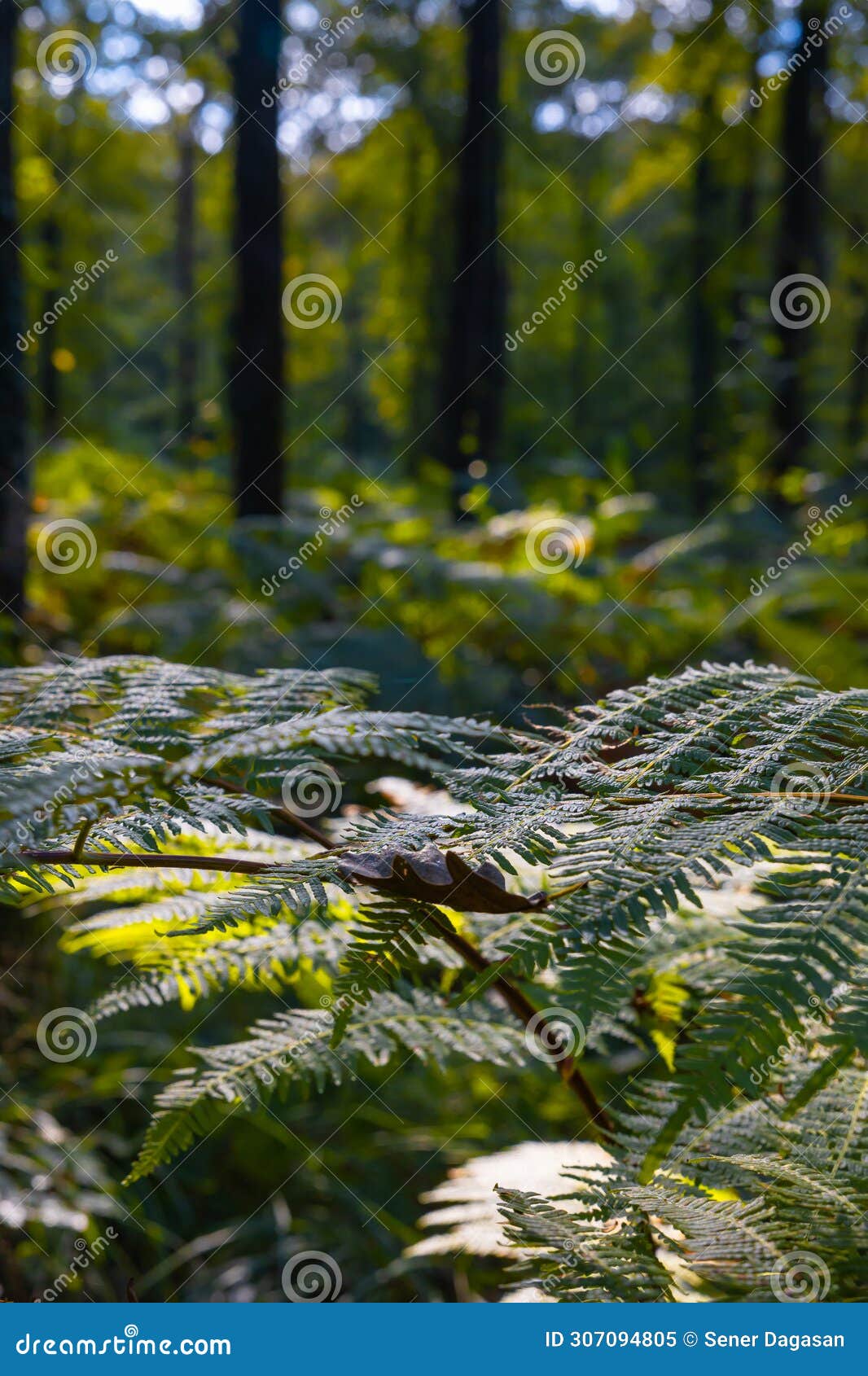 Ferns in the Forest in Focus. Forest View with Ferns and Trees Stock ...