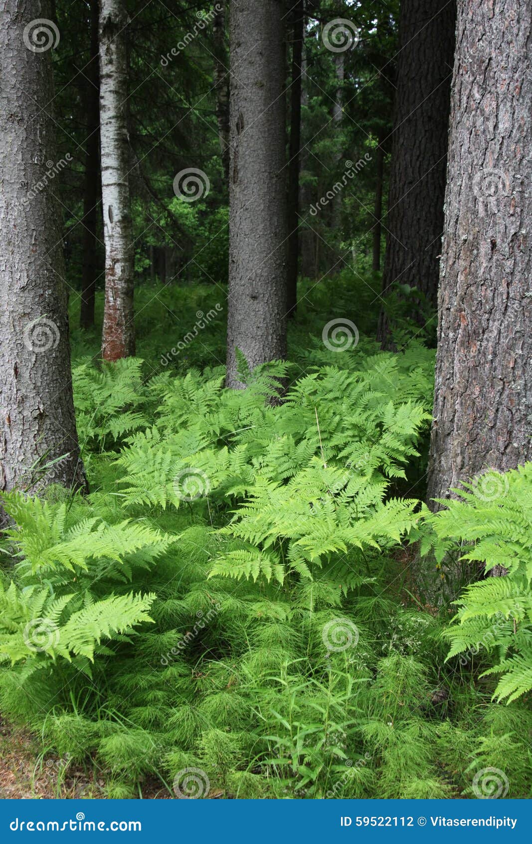 Ferns in forest stock photo. Image of trunks, green, calm - 59522112