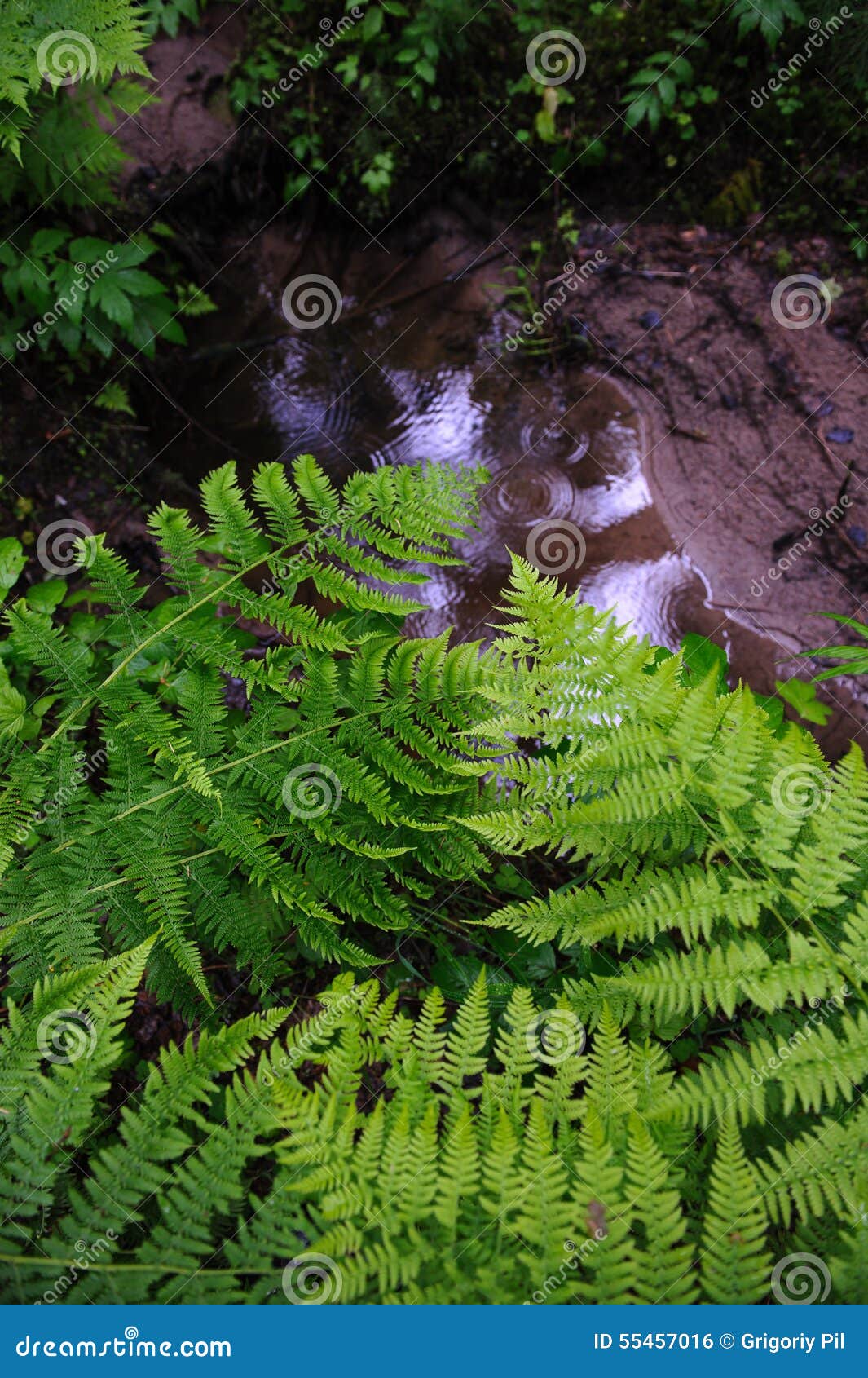 Ferns in forest stock photo. Image of closeup, brook - 55457016