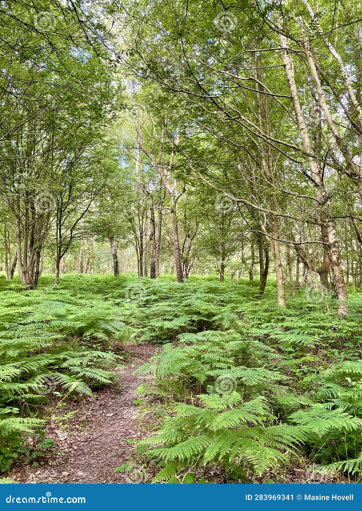Ferns in the forest stock image. Image of landscapes - 283969341