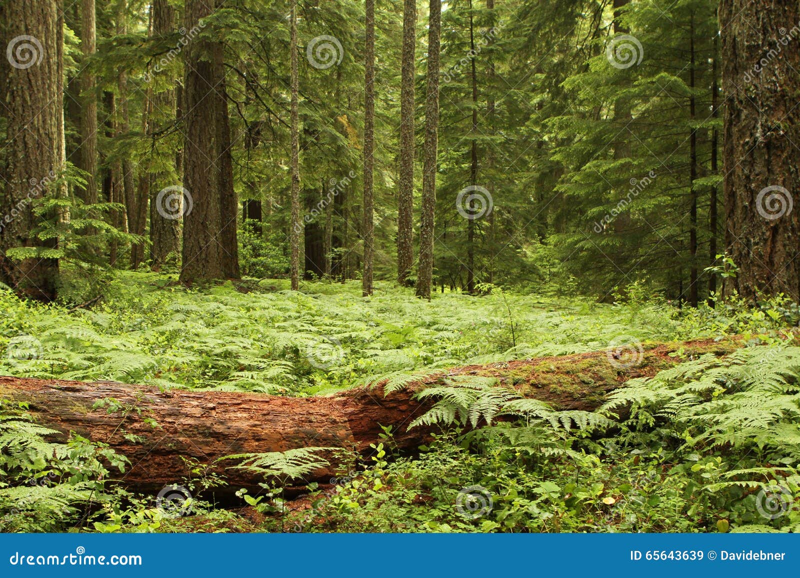 Ferns in a Forest stock image. Image of ferns, redwood - 65643639