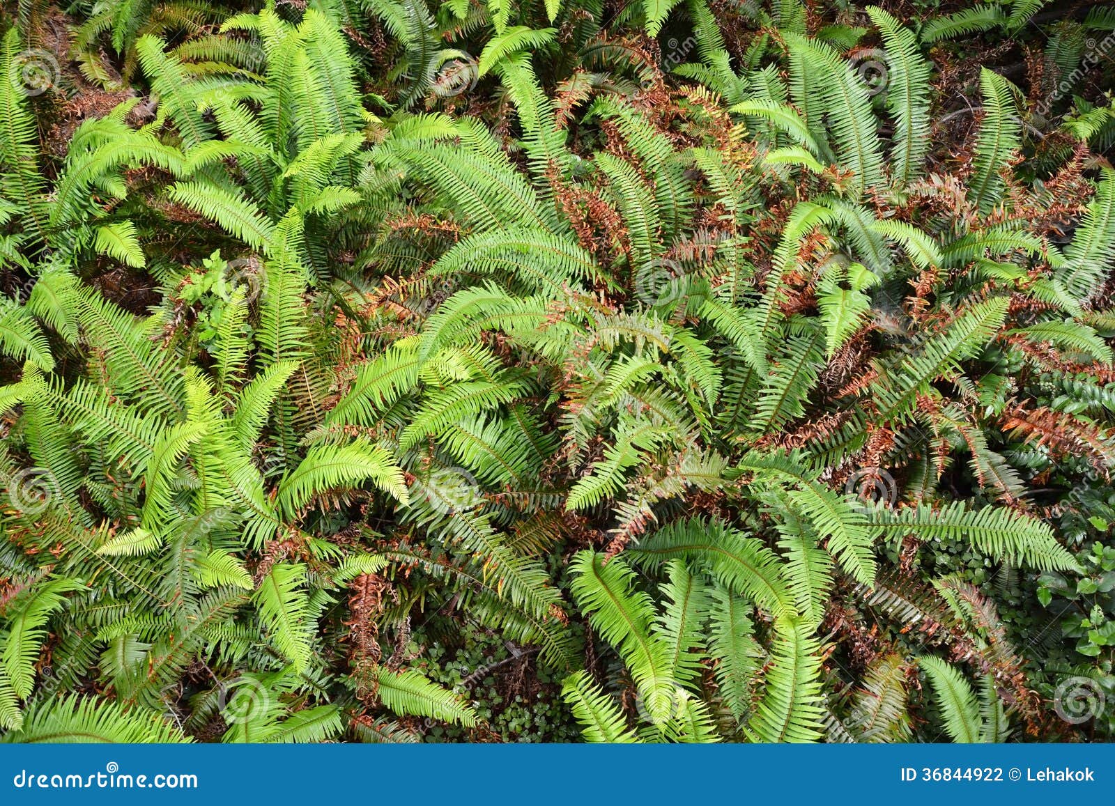 Ferns in the forest stock photo. Image of moss, natural - 36844922