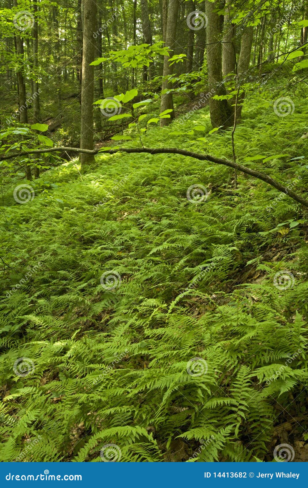 Ferns & Forest, Pink Beds Area, Pisgah NF Stock Photo - Image of ...