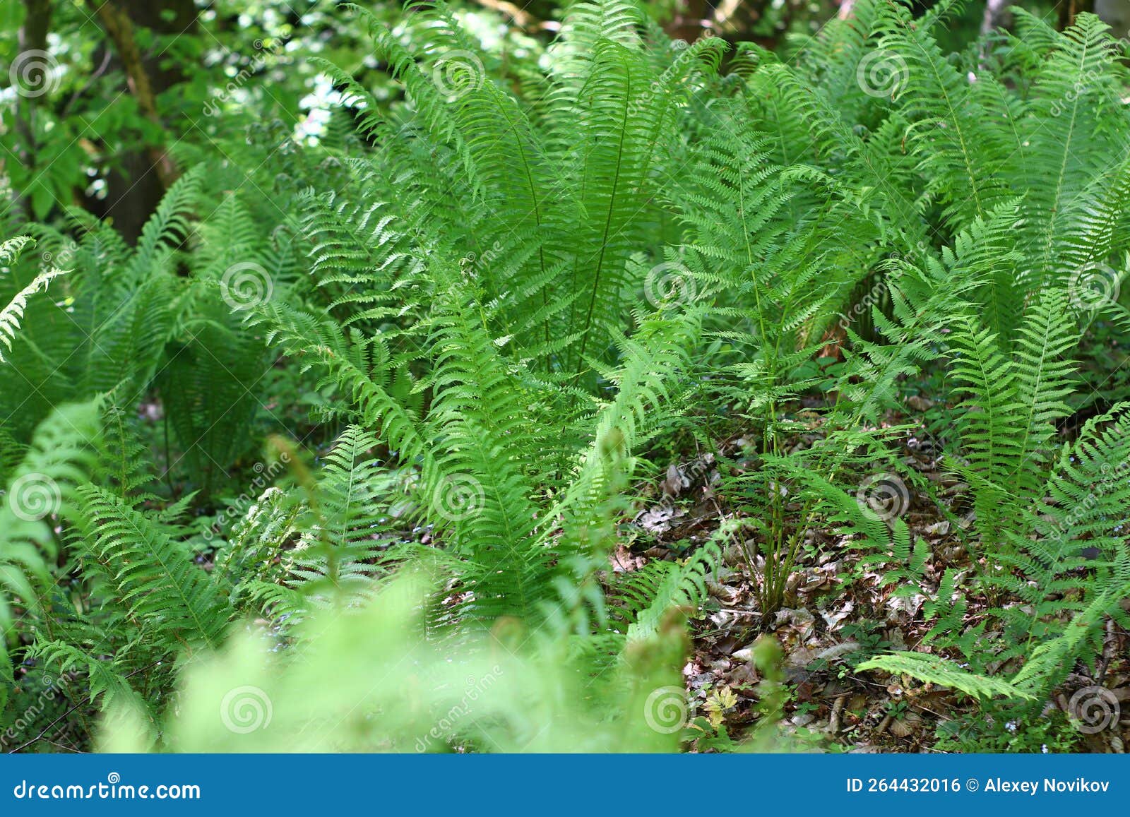 Ferns in the forest stock photo. Image of forest, ferns - 264432016