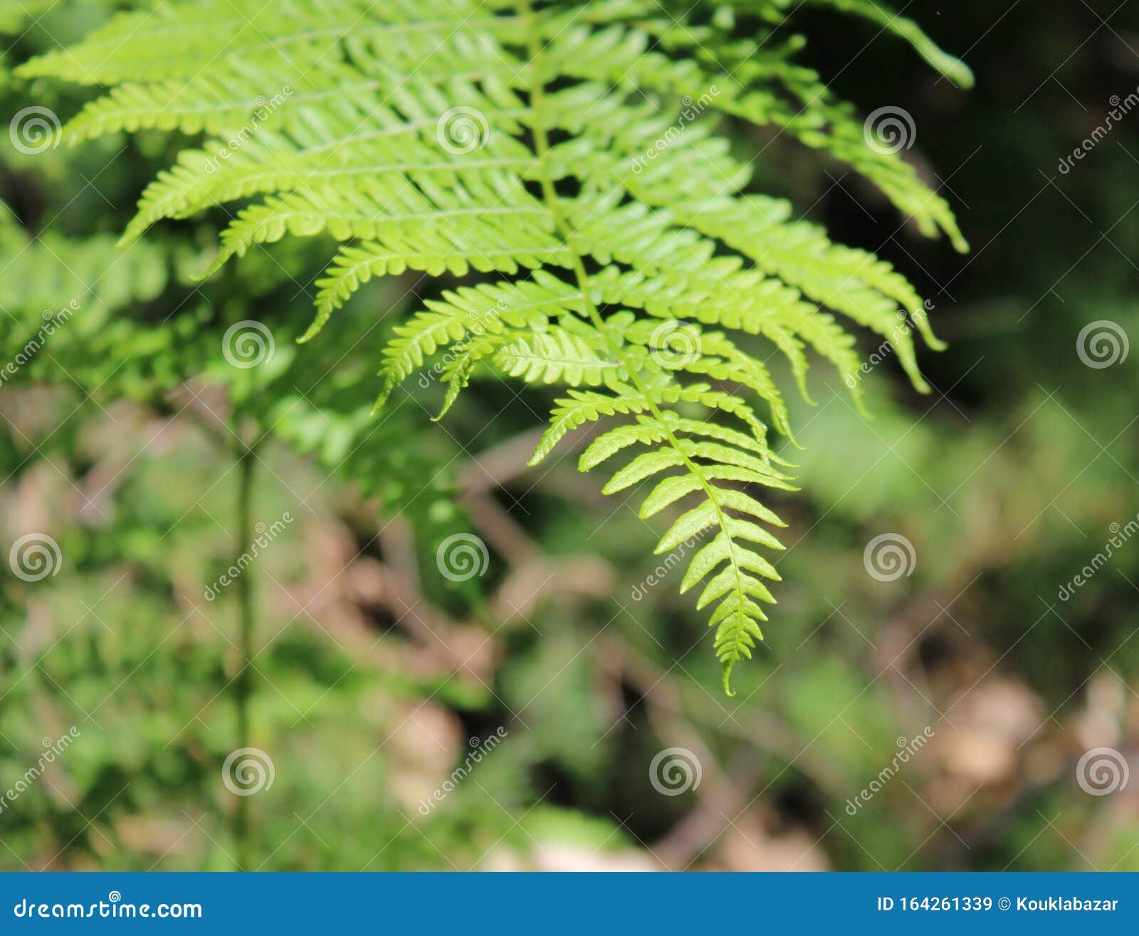 Ferns in a forest stock image. Image of walk, color - 164261339
