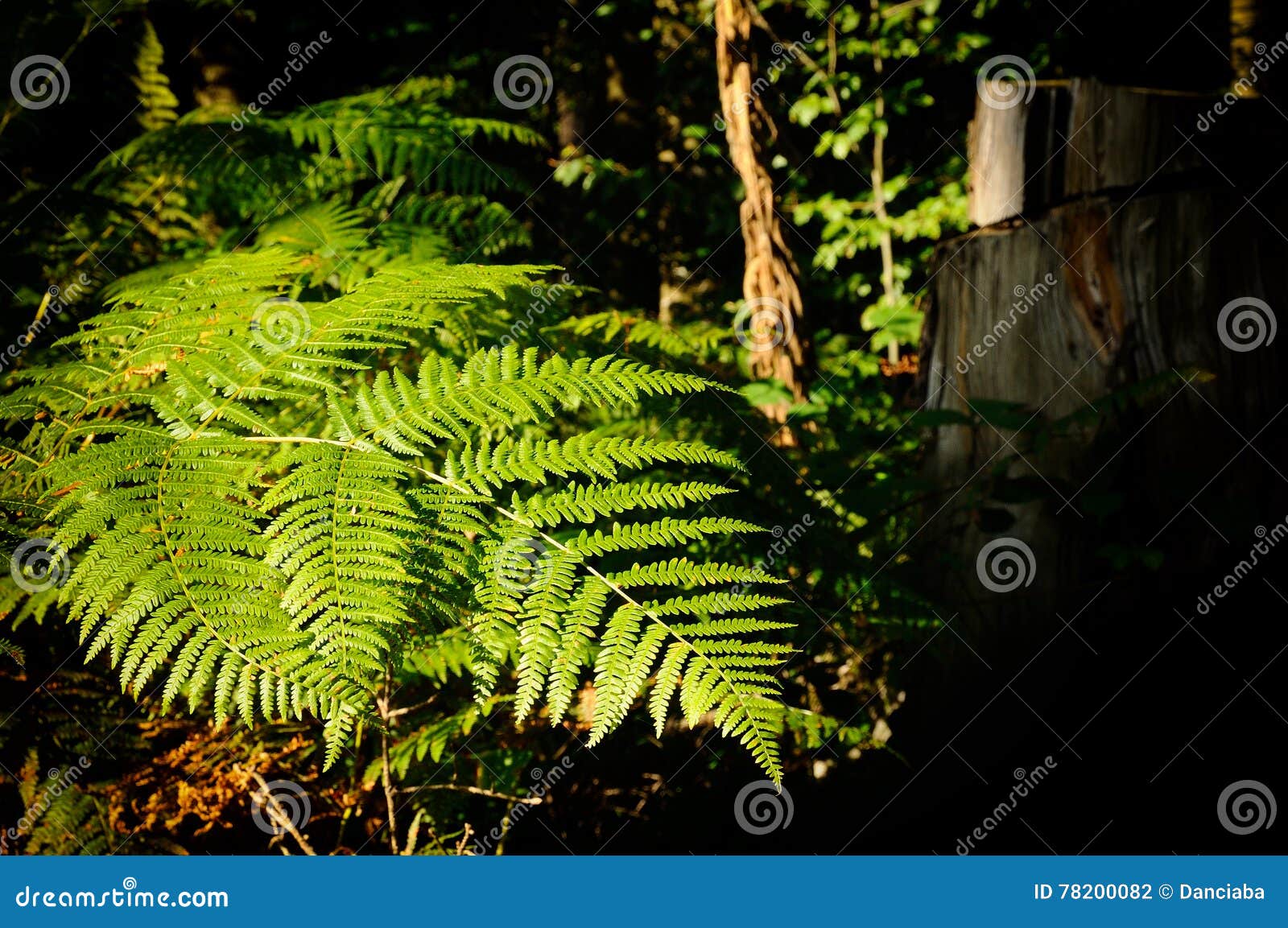 Ferns Forest Tuscany Mountain Stock Photos - Free & Royalty-Free Stock ...