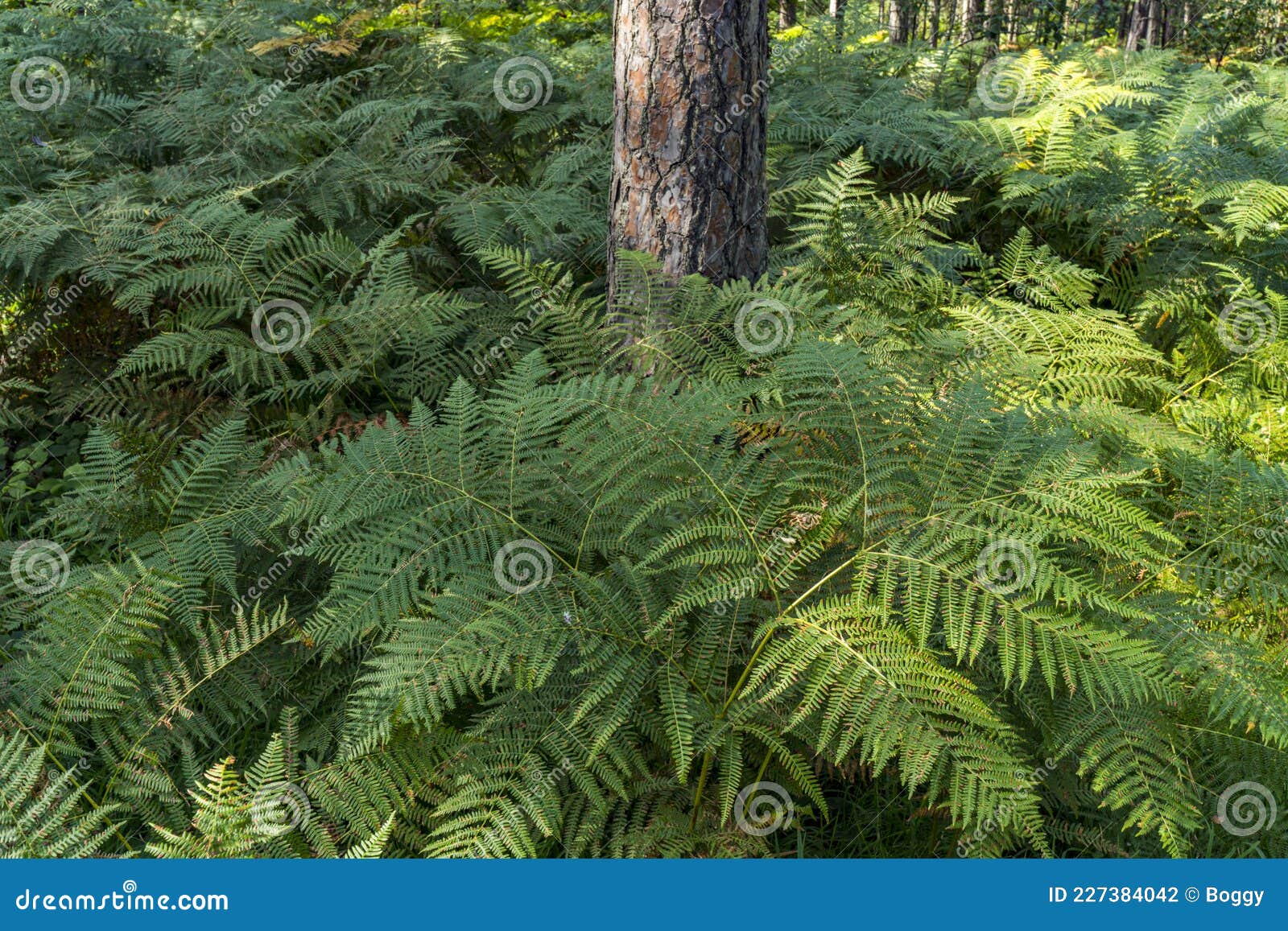 Ferns in the forest stock photo. Image of botanical - 227384042