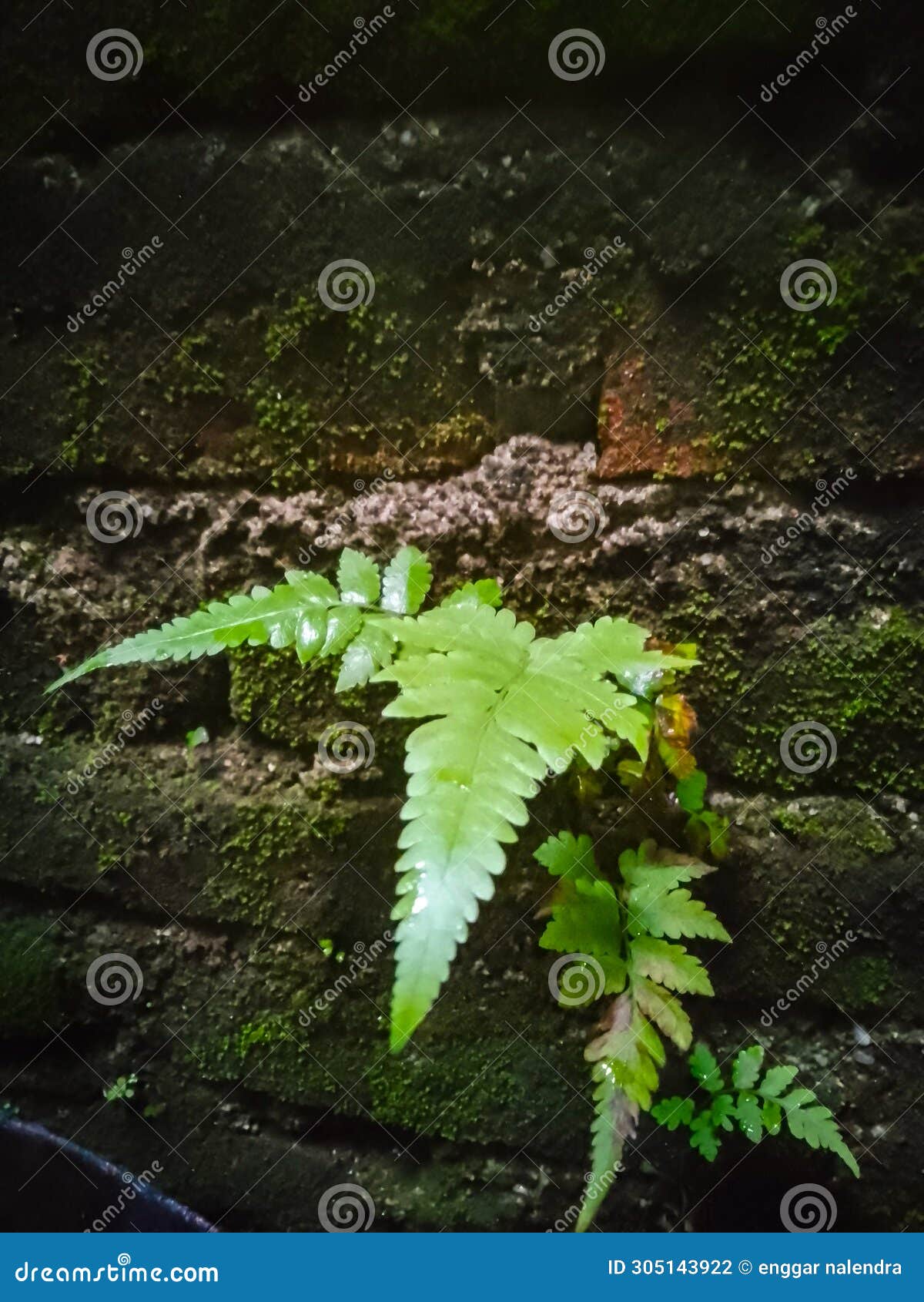 Ferns, Ferns, Or Ferns Are A Group Of Plants With A True Vascular ...