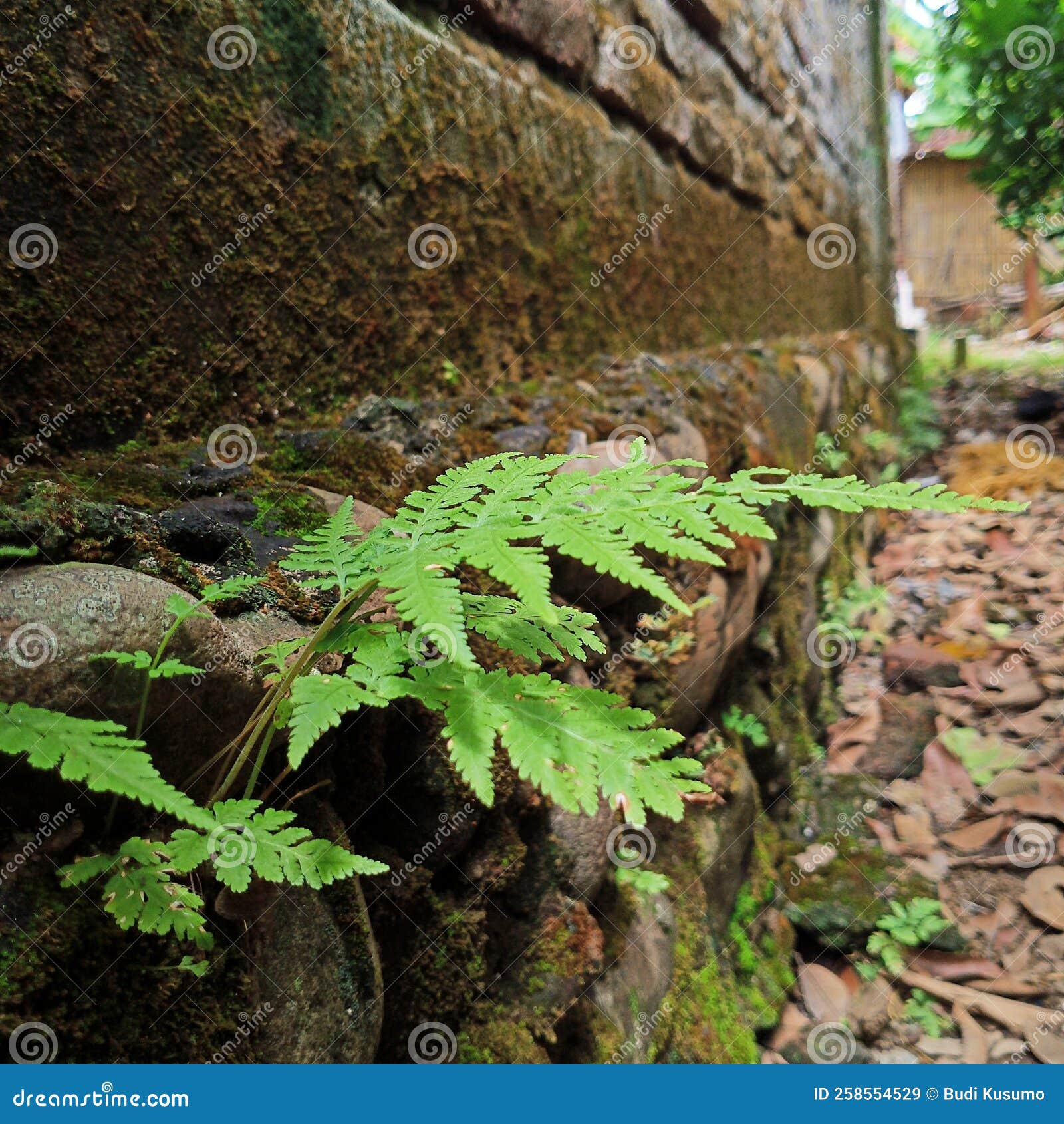 Ferns, Ferns, Or Ferns Are A Group Of Plants With A True Vascular ...