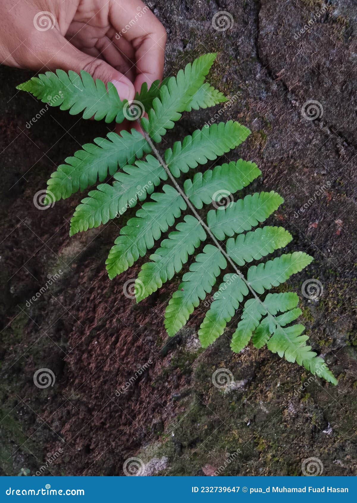 Ferns are a Group of Plants with a True Vascular System Stock Image ...