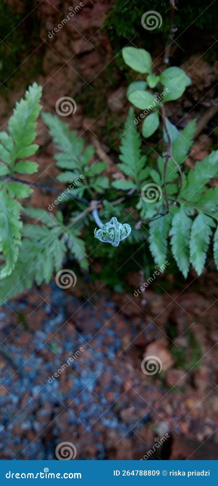Ferns that Grow between Rocks or Soil Stock Image - Image of mountains ...