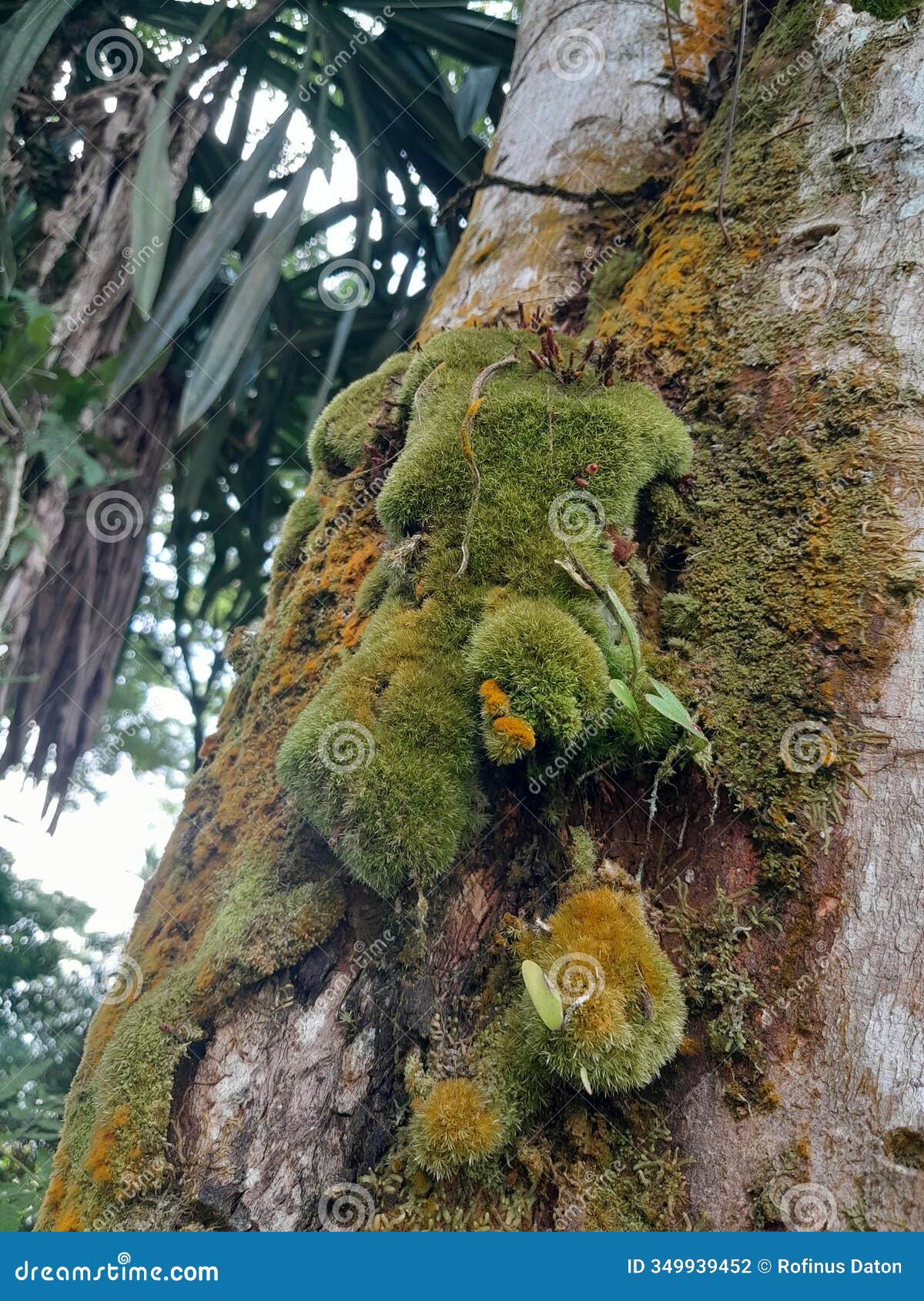 Ferns Grow on a Stem of Jack Fruit Tree. Stock Photo - Image of tree ...