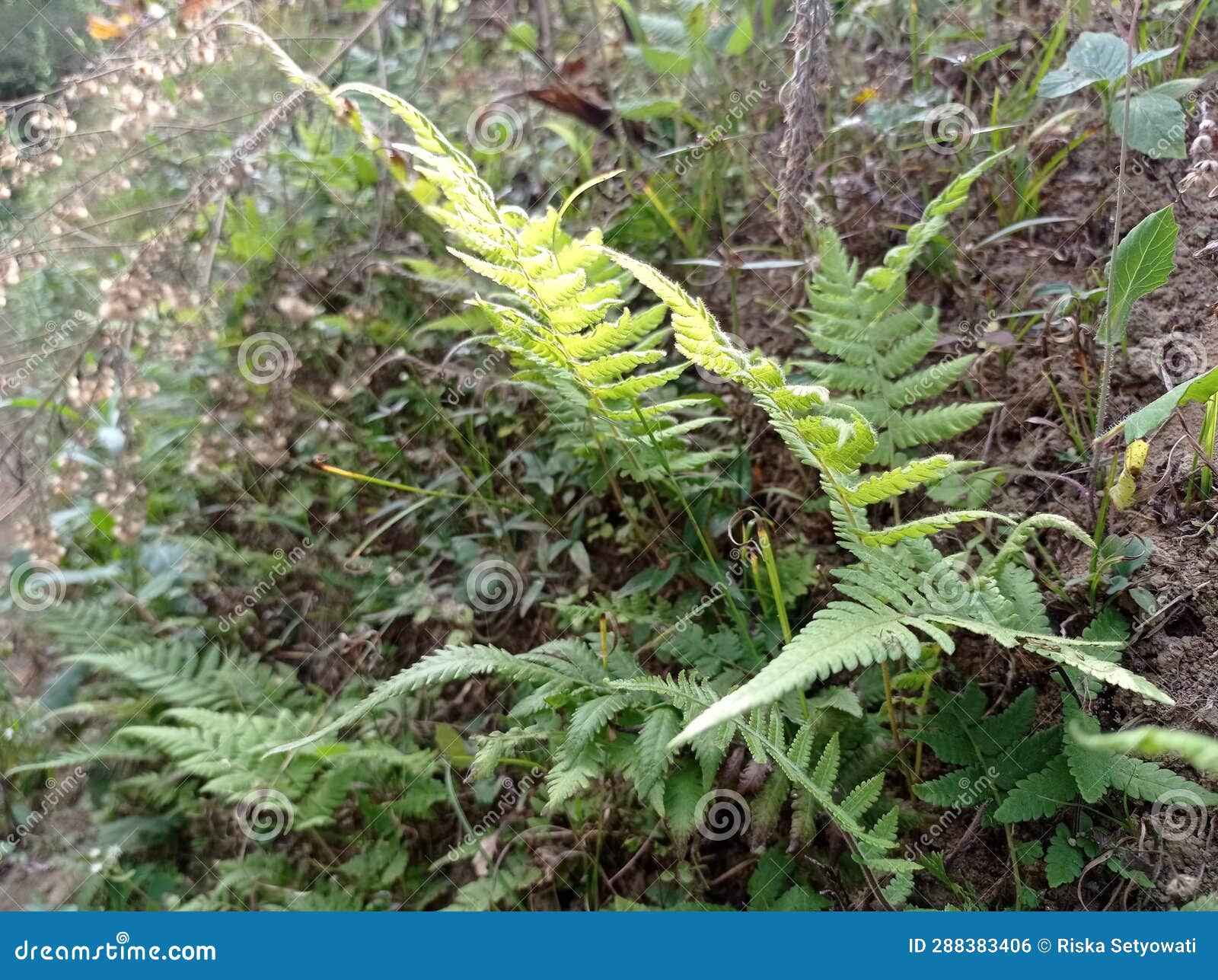 Ferns growing on the cliff stock photo. Image of plant - 288383406