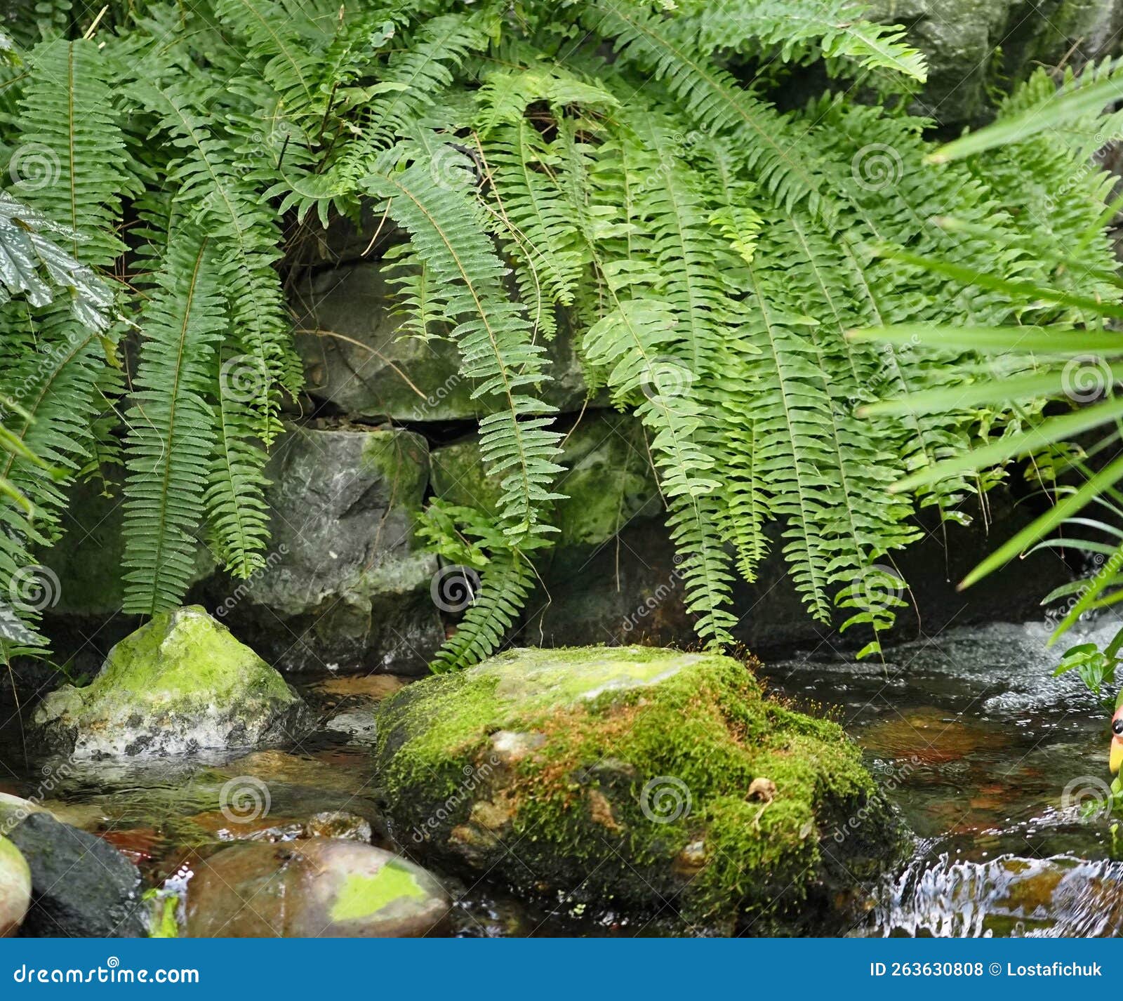 Ferns Growing at Edge of Stream Stock Photo - Image of vegetation, moss ...