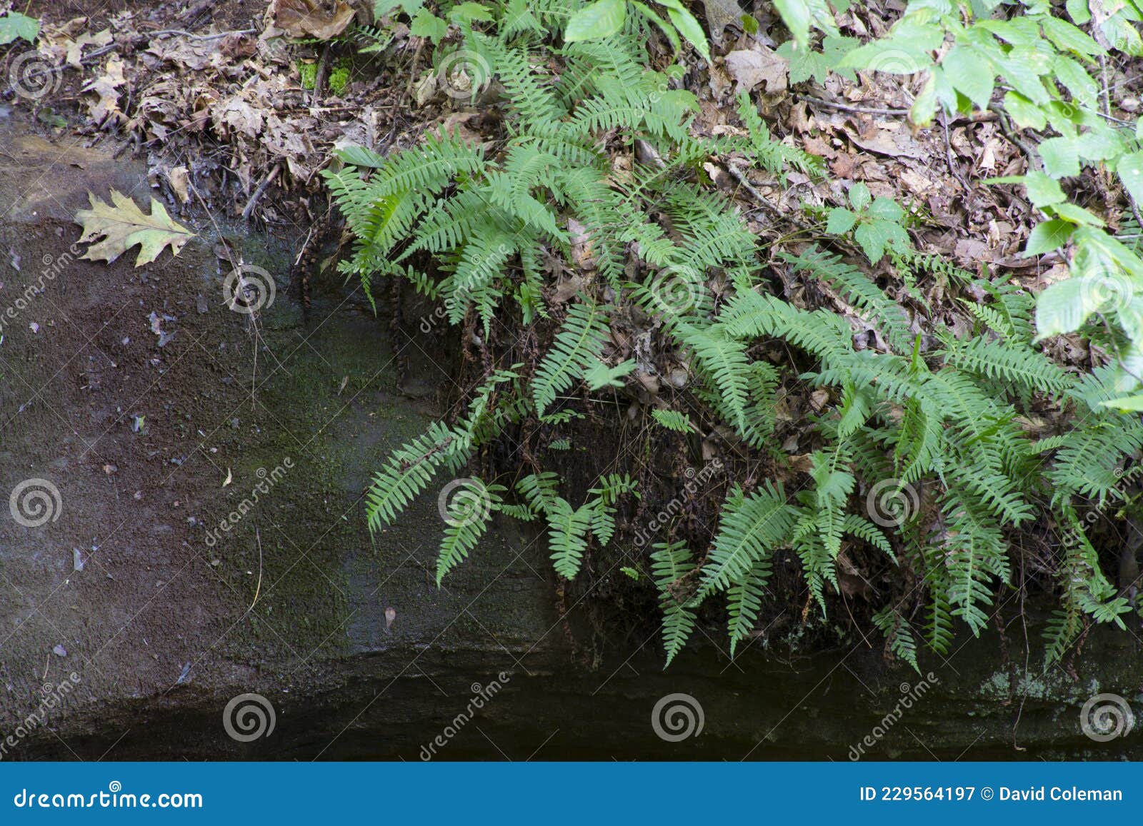 Ferns Growing Down a Rock Face Stock Image - Image of growing, plants ...