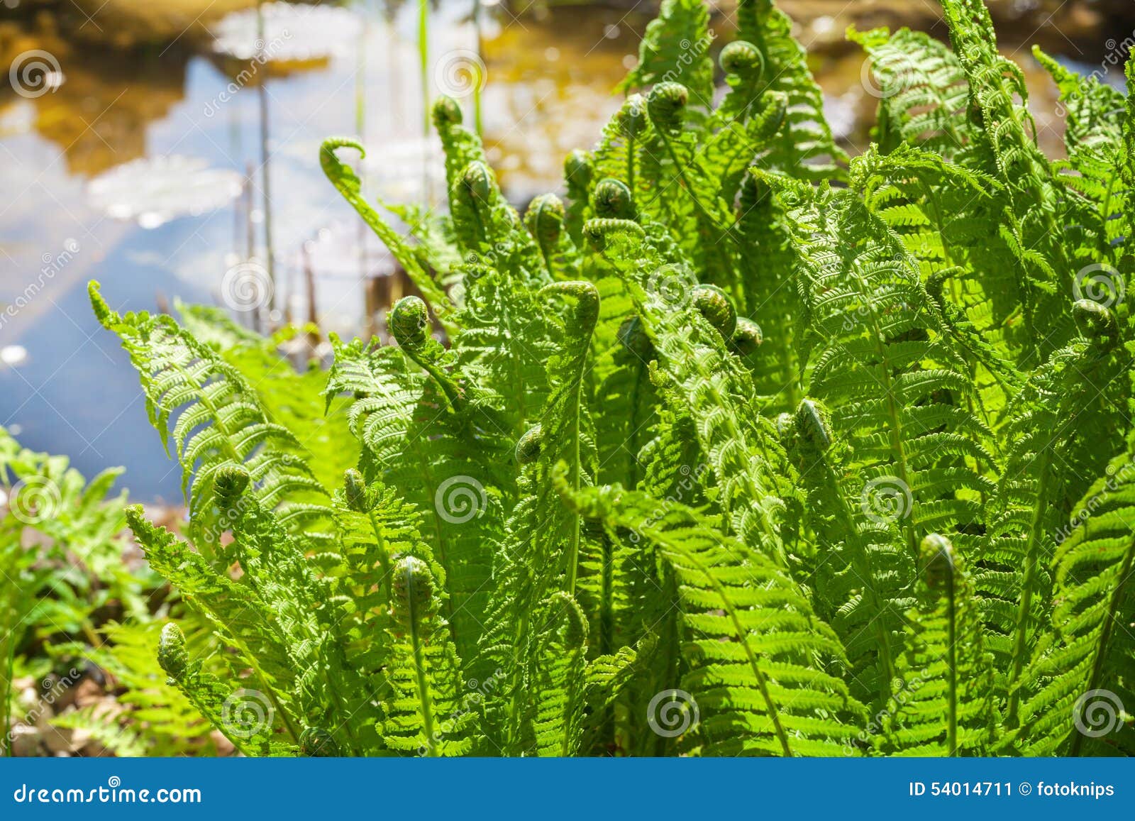 Ferns growing on pond stock image. Image of lily, cryptogams - 54014711
