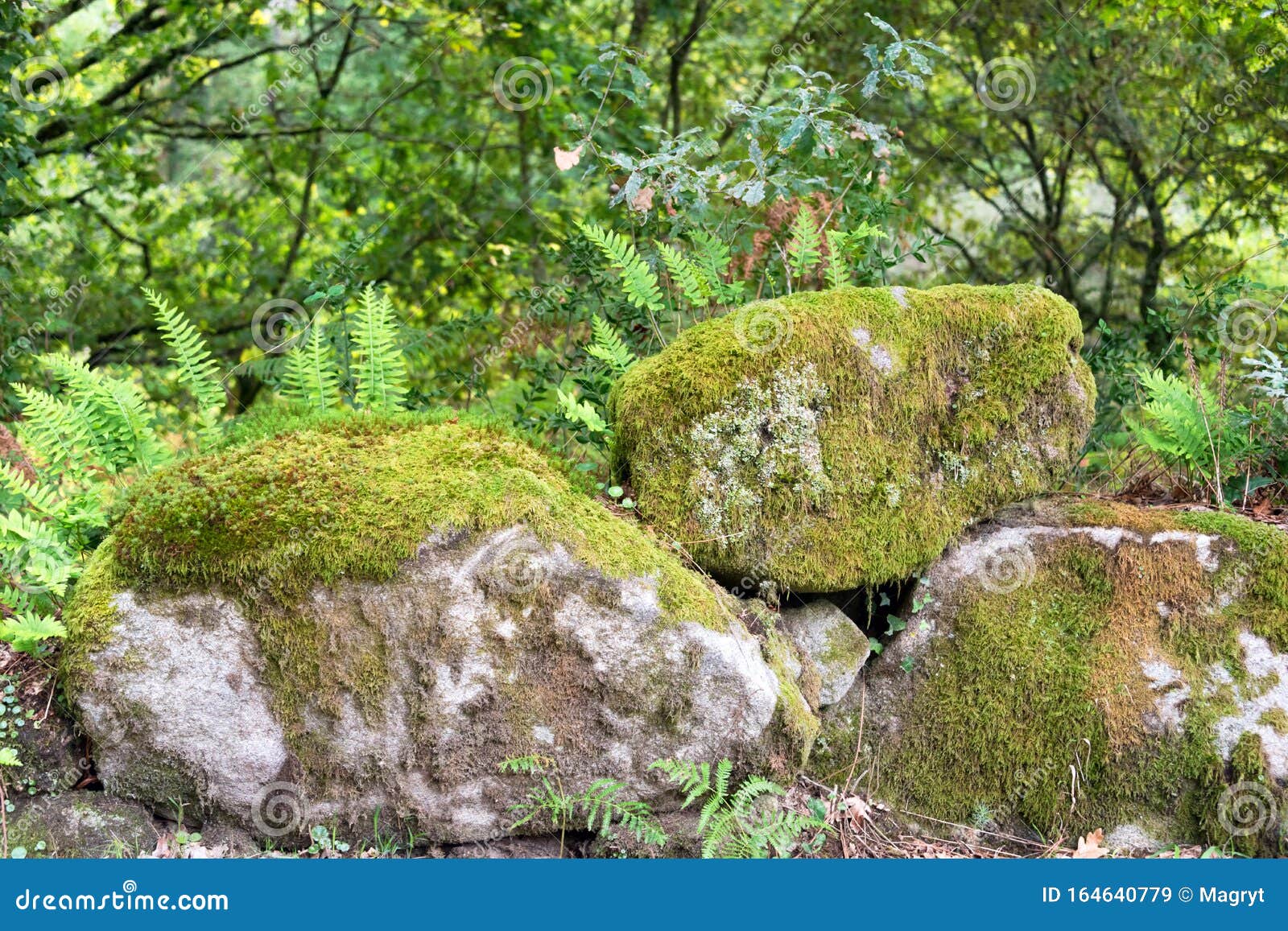 Ferns Growing on the Rocks in the Forest. Stock Image - Image of ...