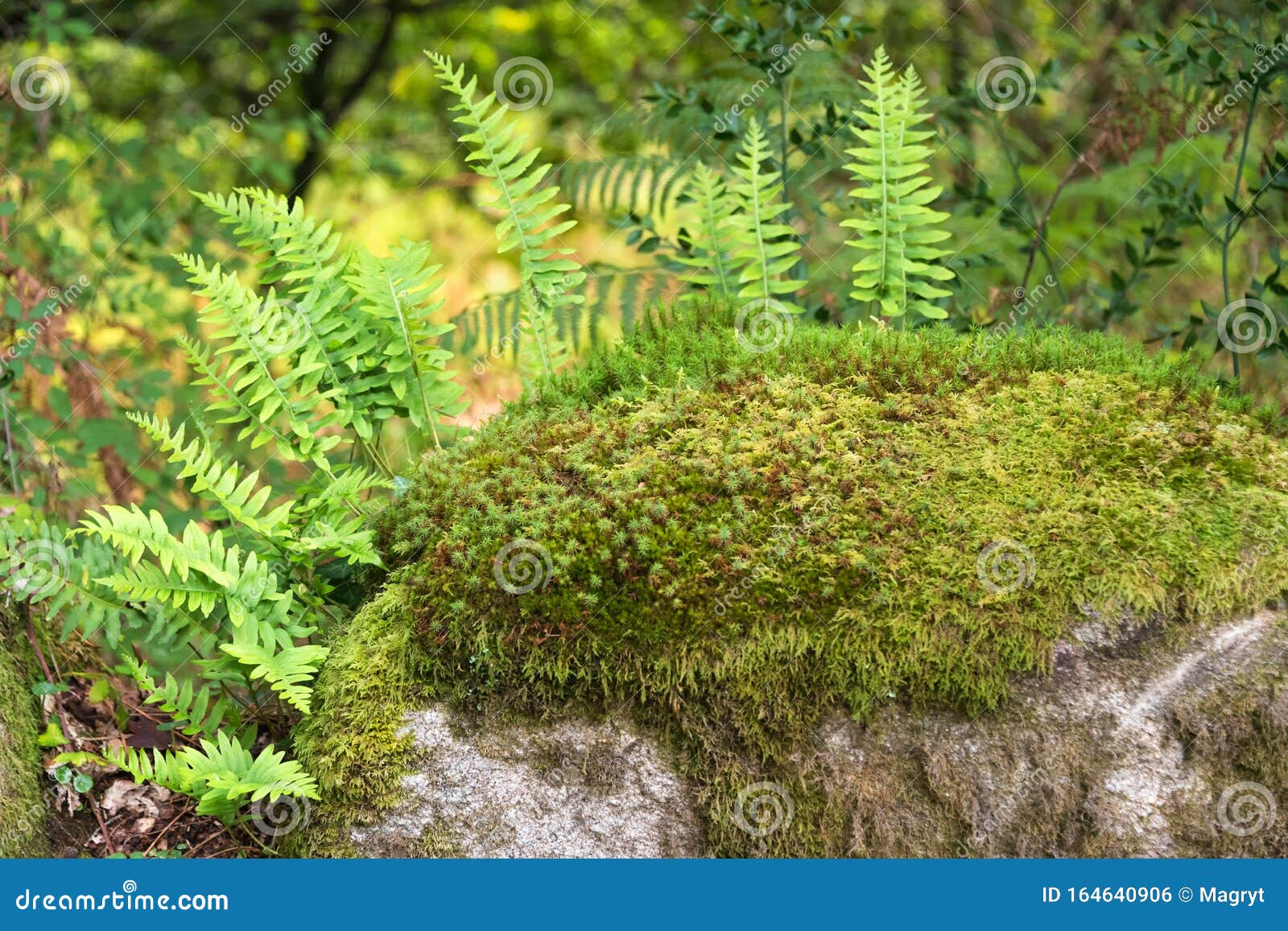 Ferns Growing on the Rocks in the Forest. Stock Photo - Image of ...
