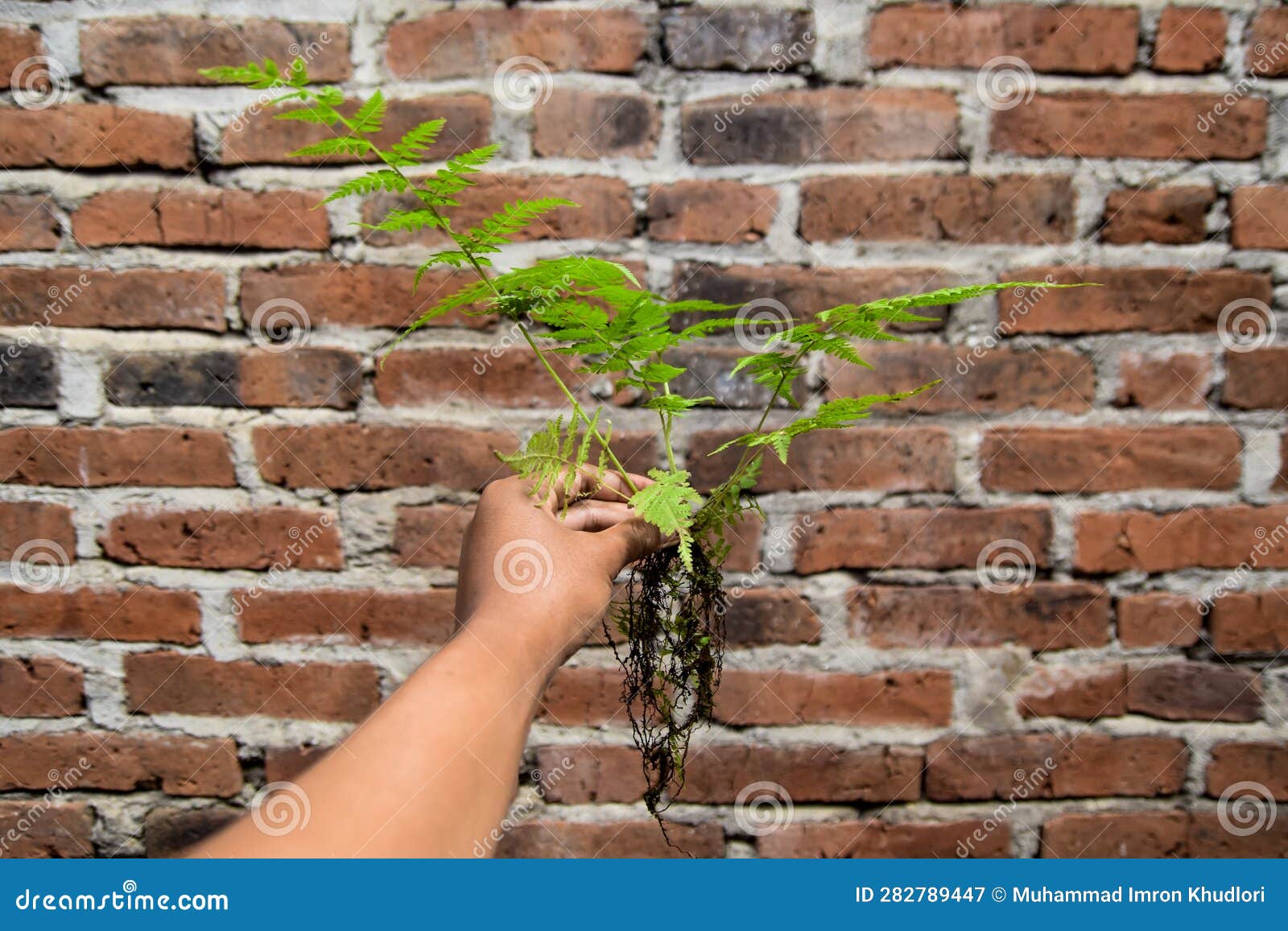 Polypodiophyta or Tracheophyta Stock Image - Image of leaf, hand: 282789447