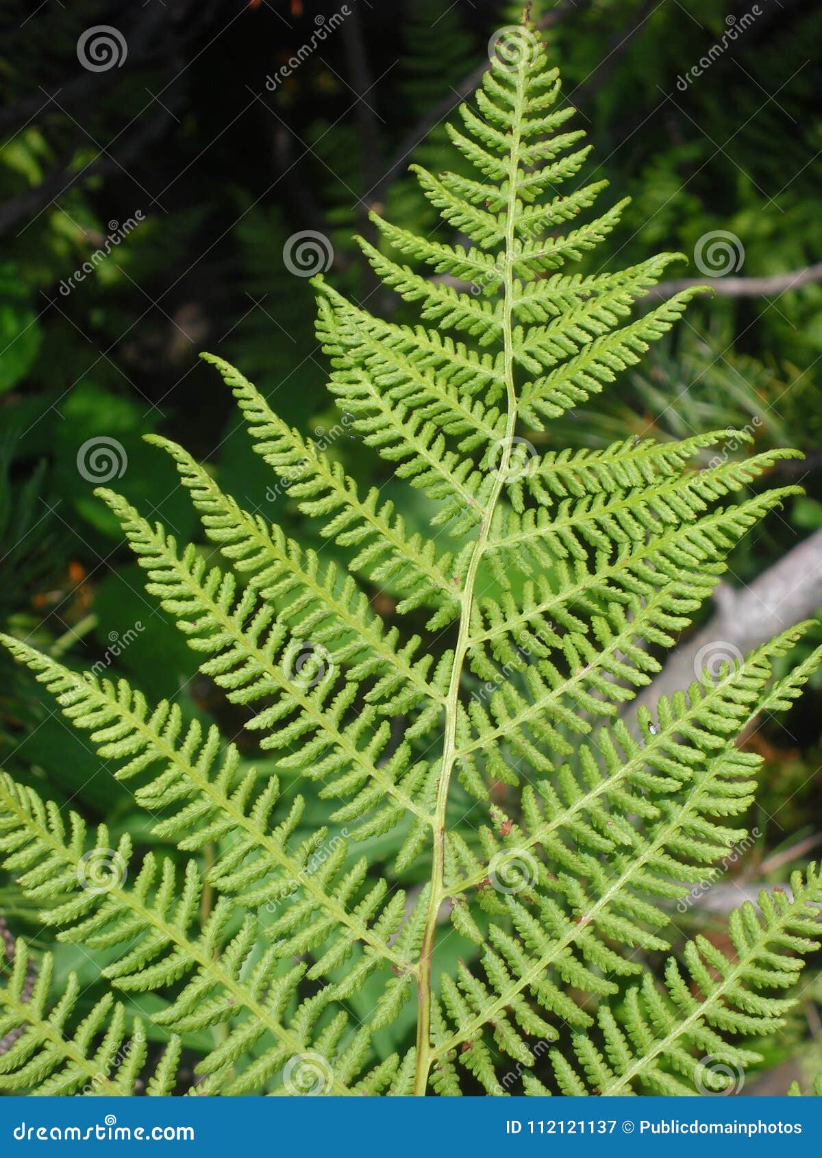 Ferns And Horsetails, Plant, Fern, Vegetation Picture. Image: 112121137