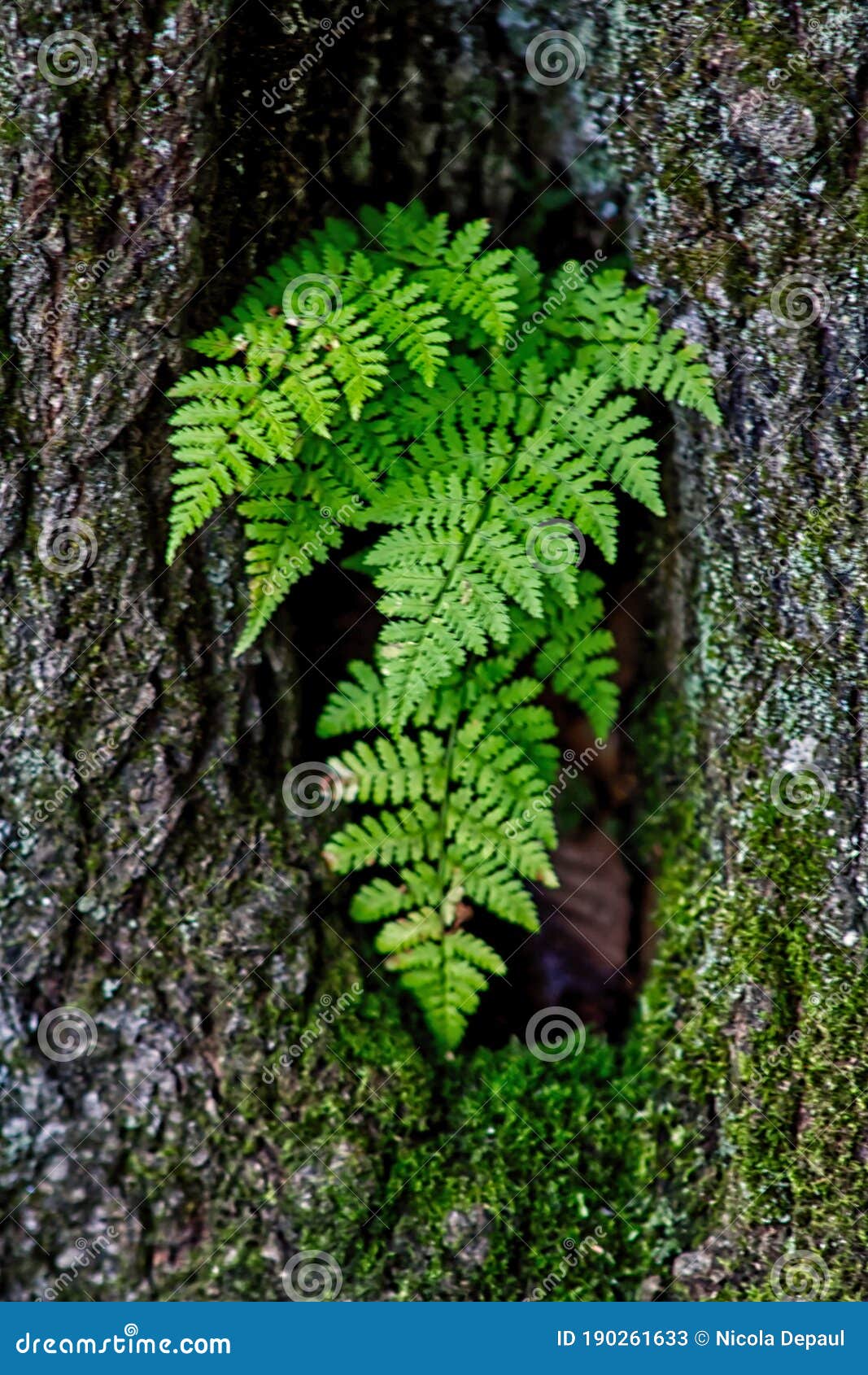 Ferns inside a tree trunk stock image. Image of trunk - 190261633