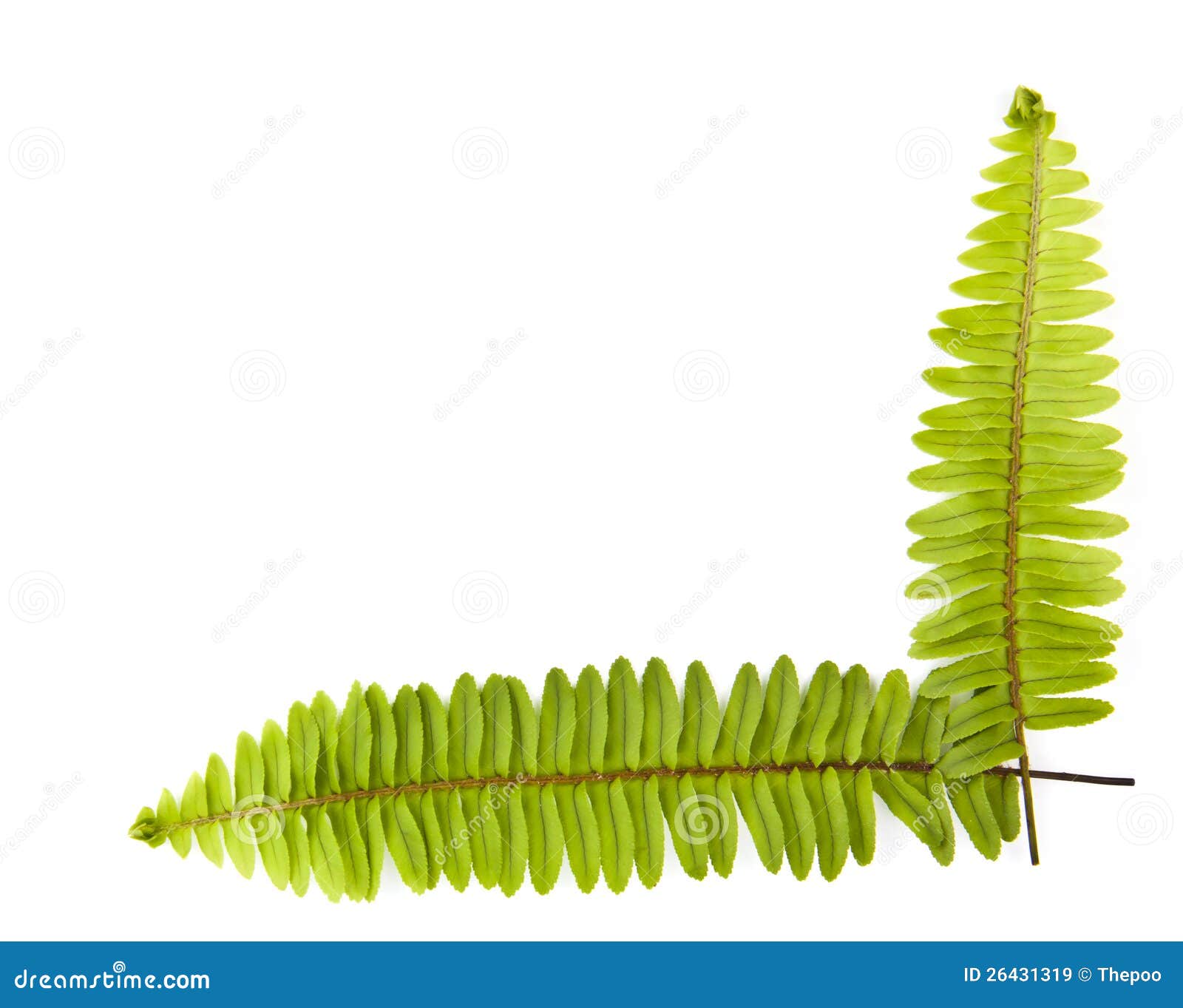 Ferns isolated on white stock image. Image of curly, spring - 26431319
