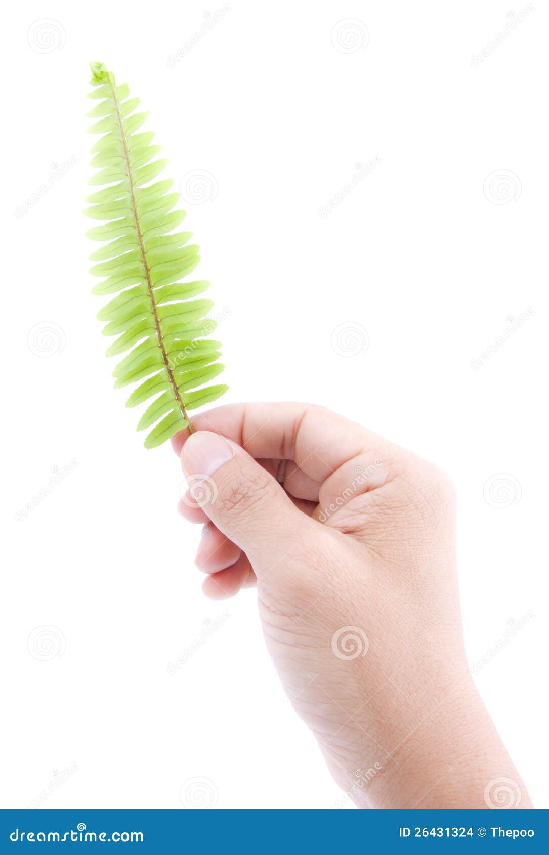 Ferns isolated on white stock photo. Image of spring - 26431324
