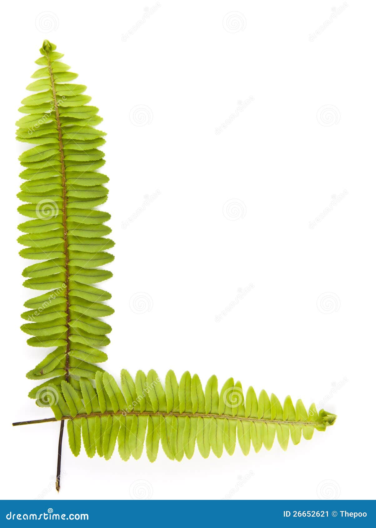 Ferns isolated on white stock image. Image of stem, garden - 26652621
